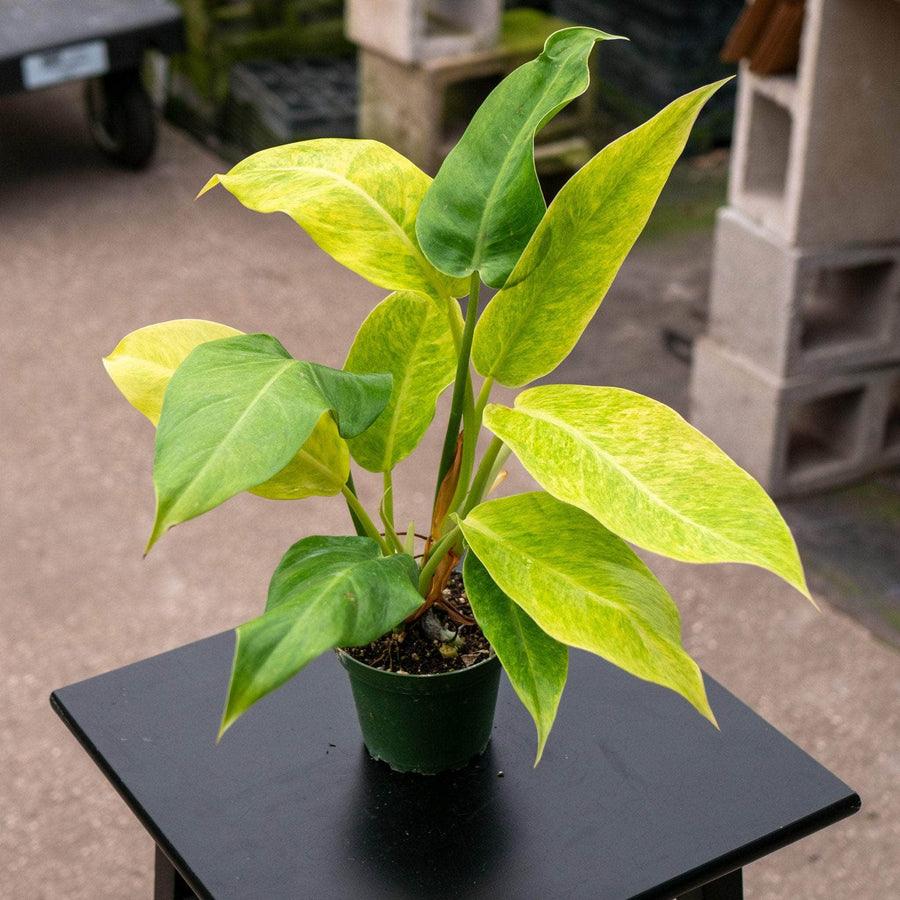 Inventory Update Page 6 - Gabriella Plants