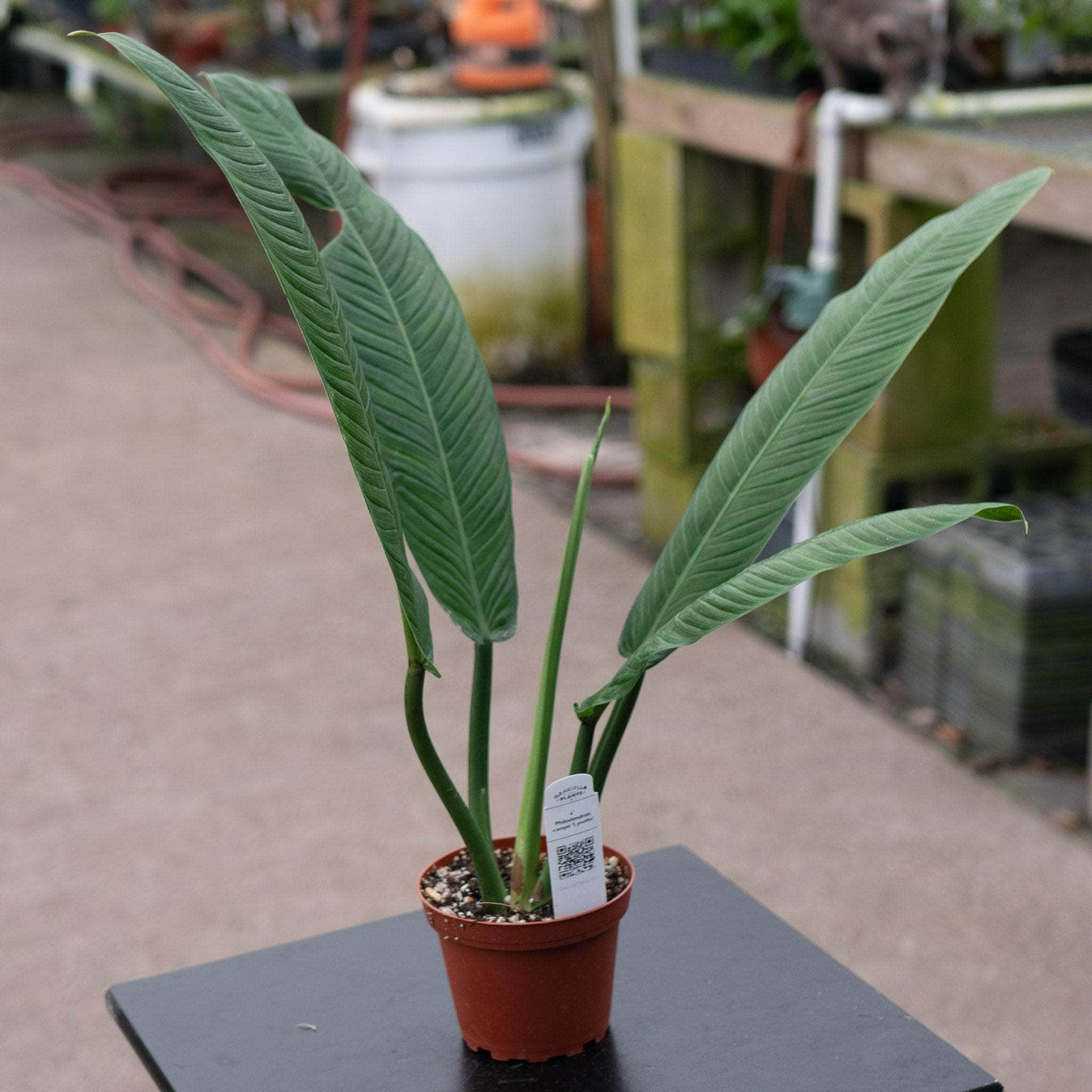 Philodendron campii 'Lynette' - Gabriella Plants