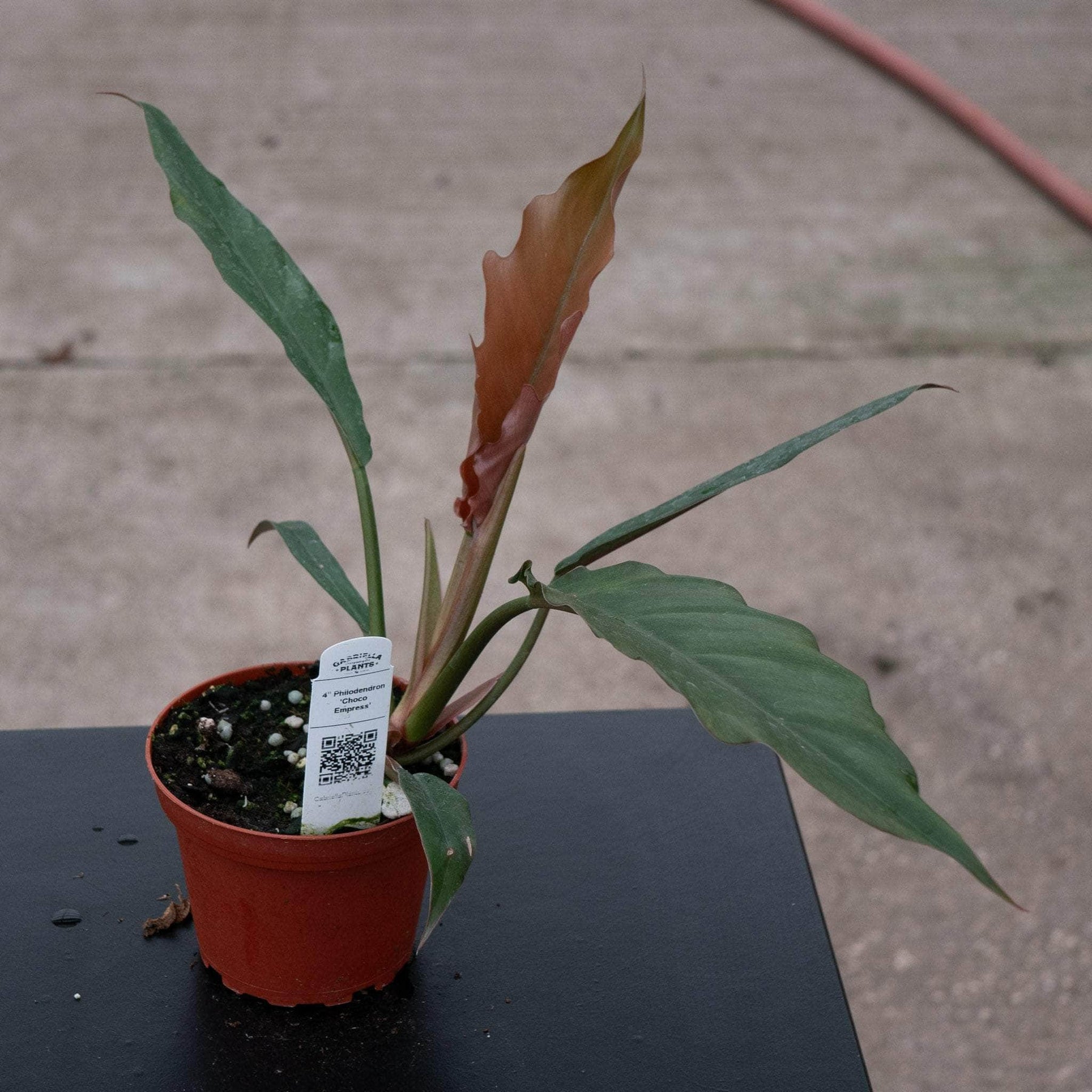 Philodendron 'Choco Empress' - Gabriella Plants