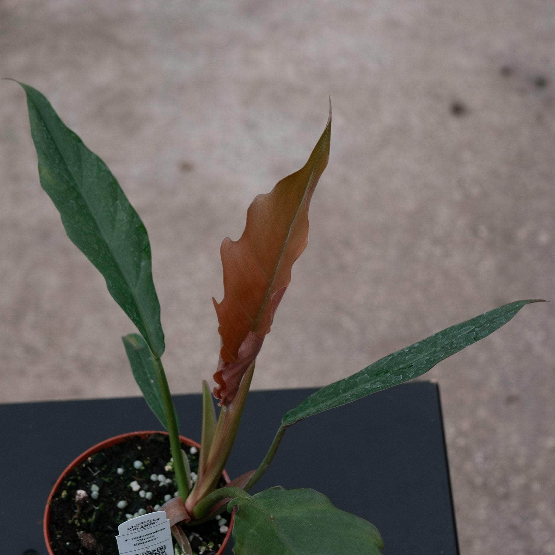 Philodendron 'Choco Empress' - Gabriella Plants