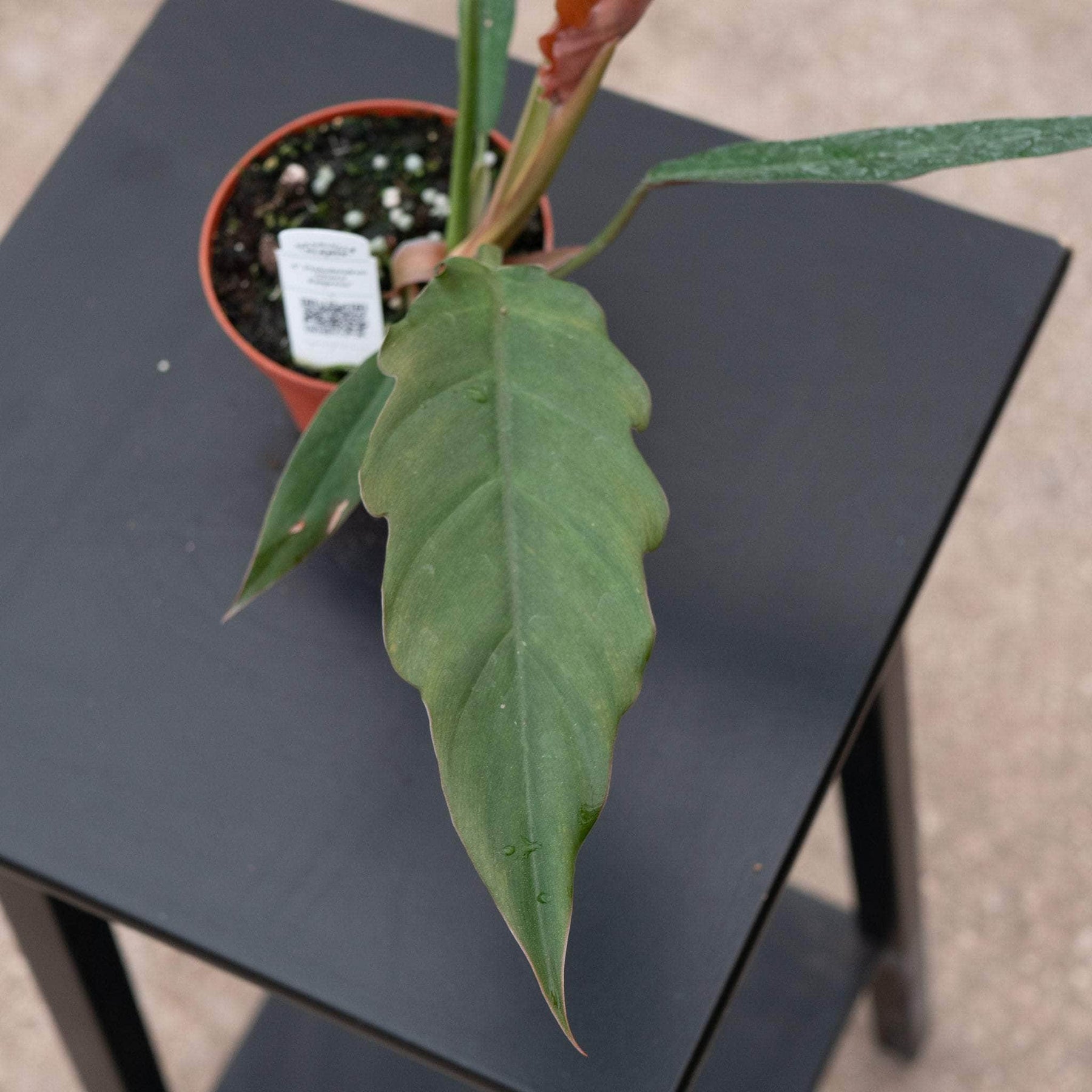 Philodendron 'Choco Empress' - Gabriella Plants