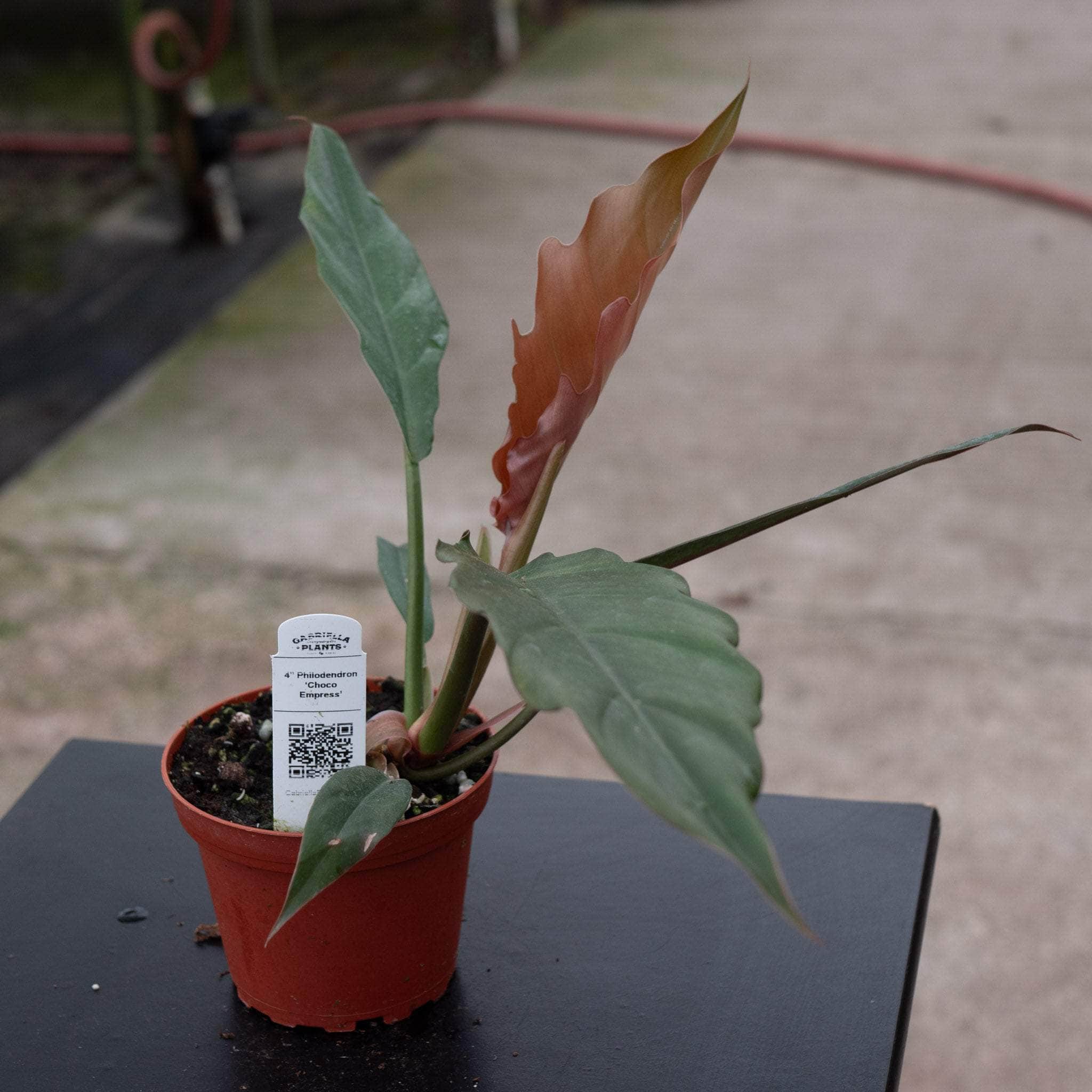 Philodendron 'Choco Empress' - Gabriella Plants