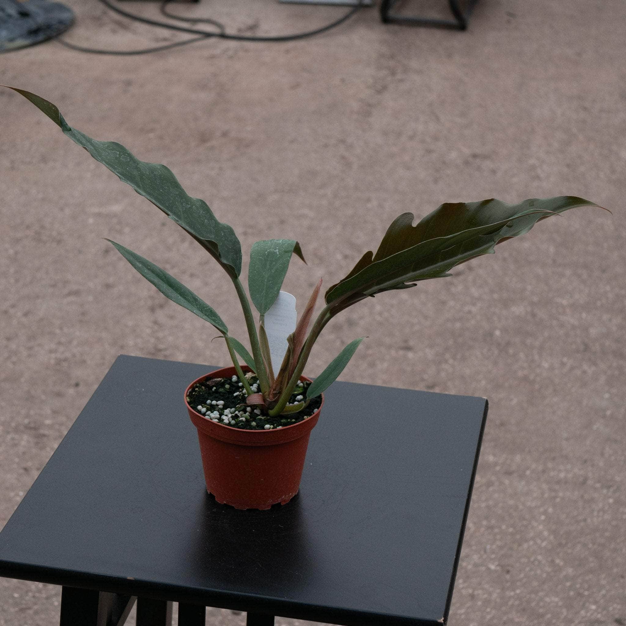 Philodendron 'Choco Empress' - Gabriella Plants
