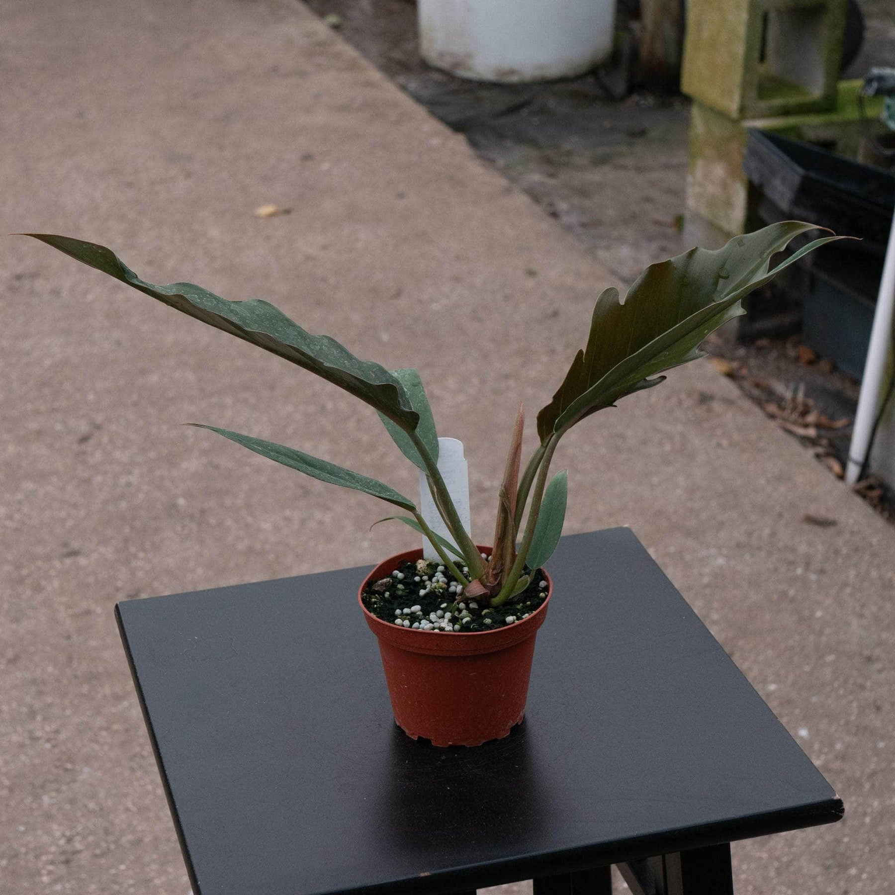 Philodendron 'Choco Empress' - Gabriella Plants