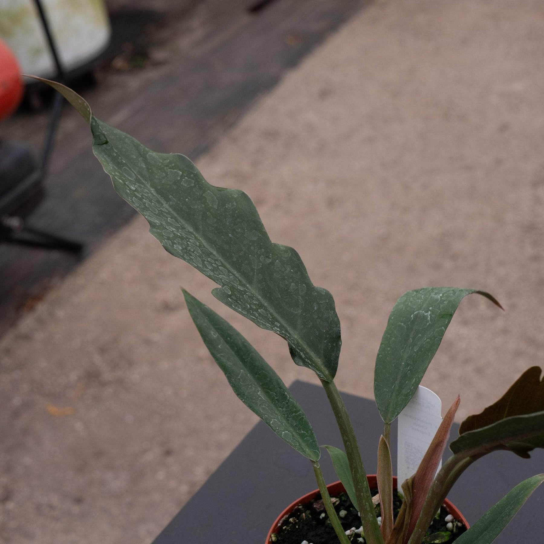 Philodendron 'Choco Empress' - Gabriella Plants