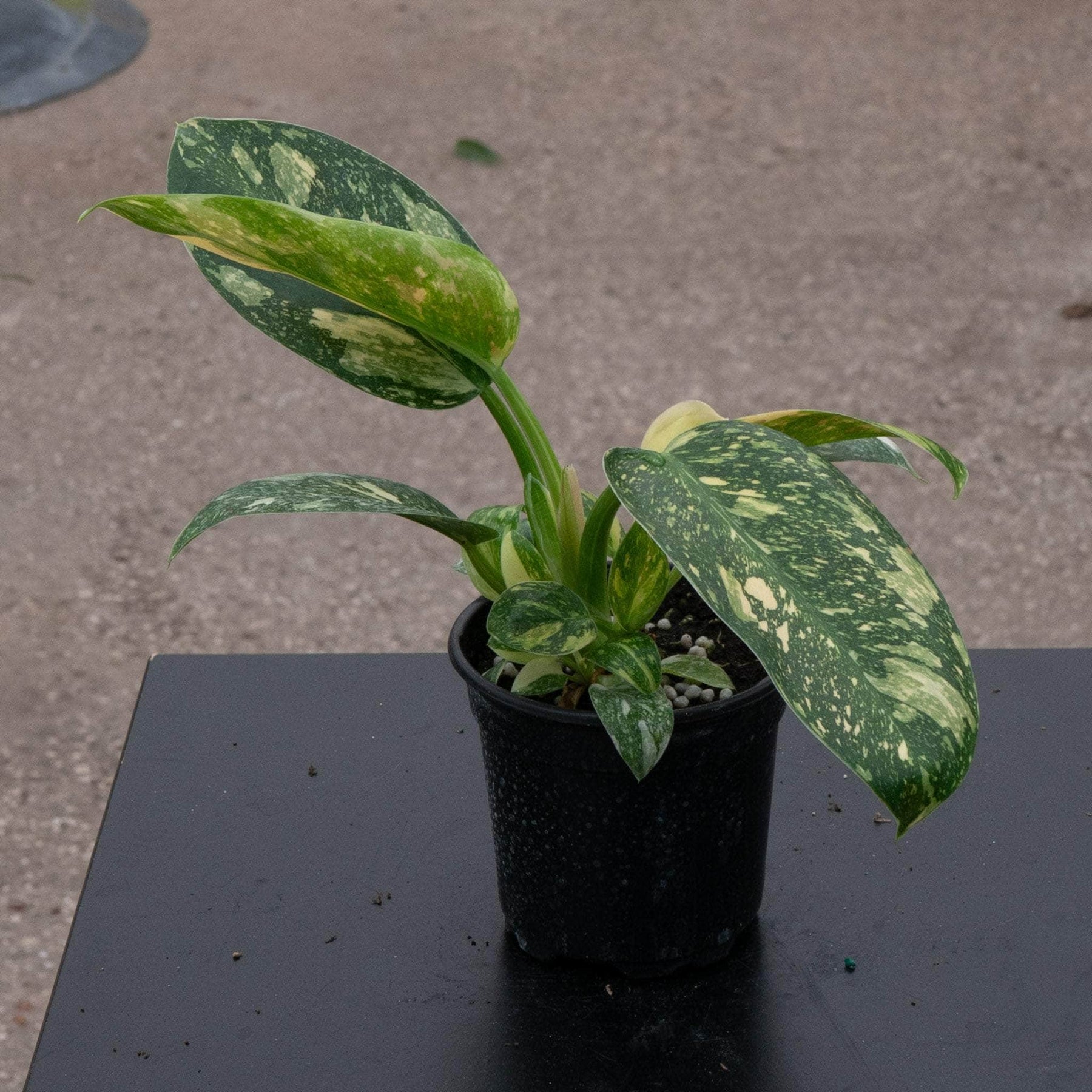 Philodendron 'Congo Nuclear' - Gabriella Plants