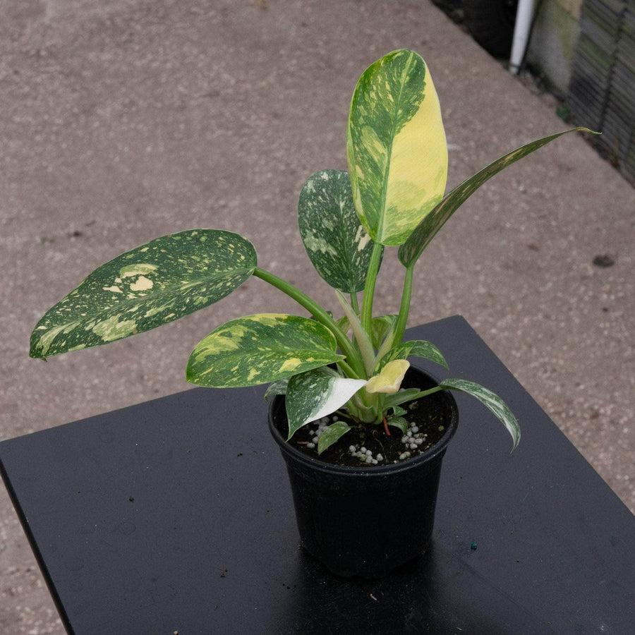 Philodendron 'Congo Nuclear' - Gabriella Plants