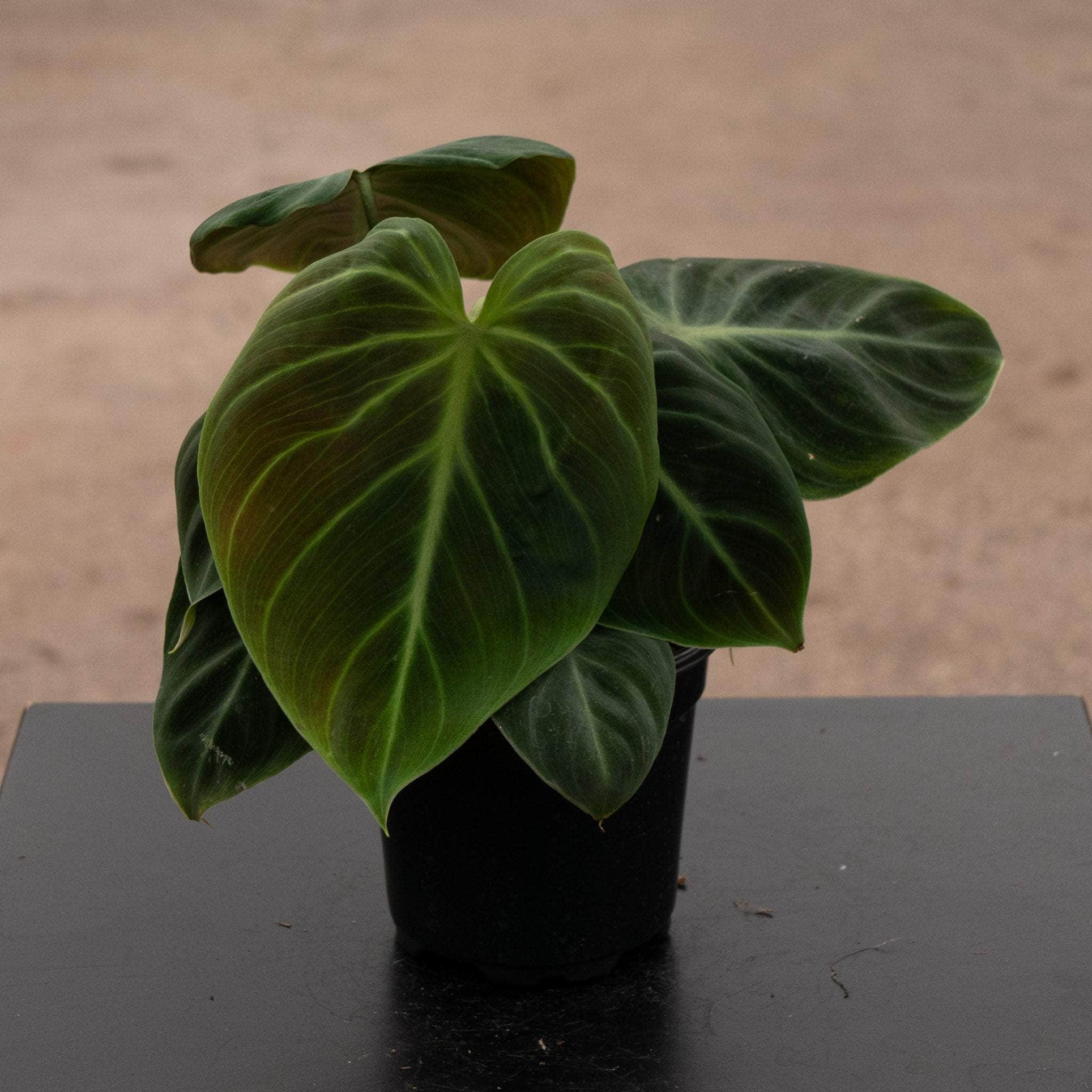Philodendron 'El Choco Red' - Gabriella Plants