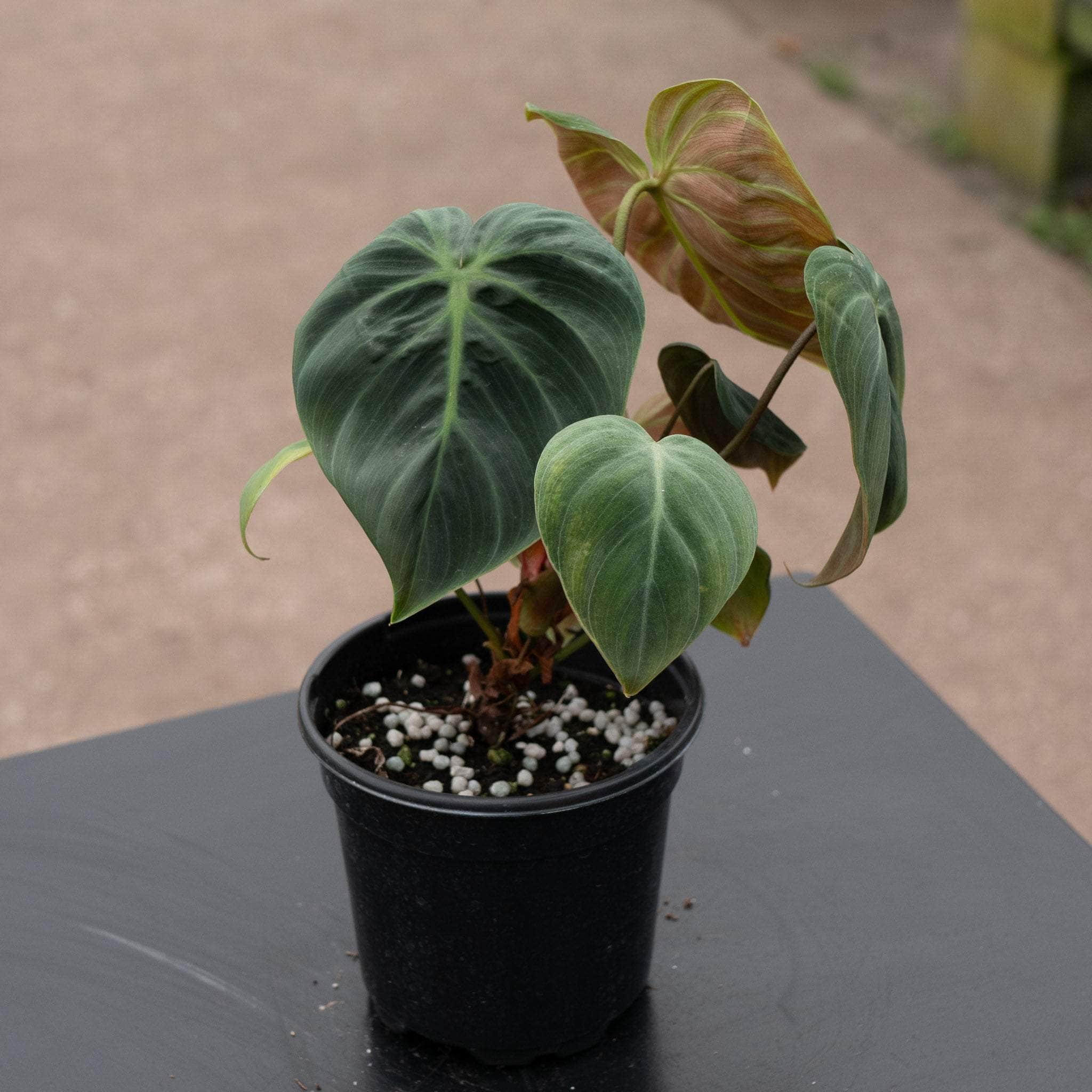 Philodendron 'El Choco Red' - Gabriella Plants