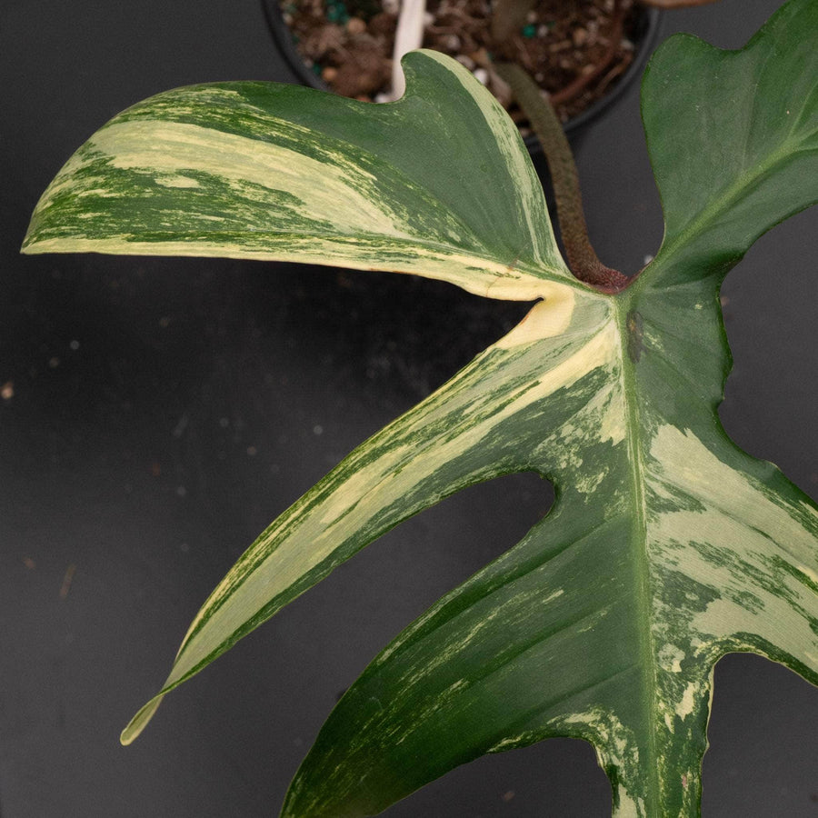 Philodendron 'Florida Beauty' - Gabriella Plants