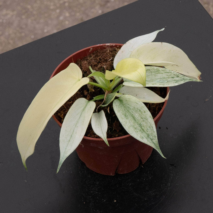 Philodendron 'Florida Ghost' - Gabriella Plants