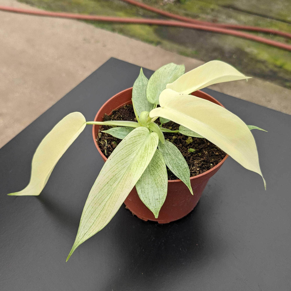 Philodendron 'Florida Ghost' - Gabriella Plants