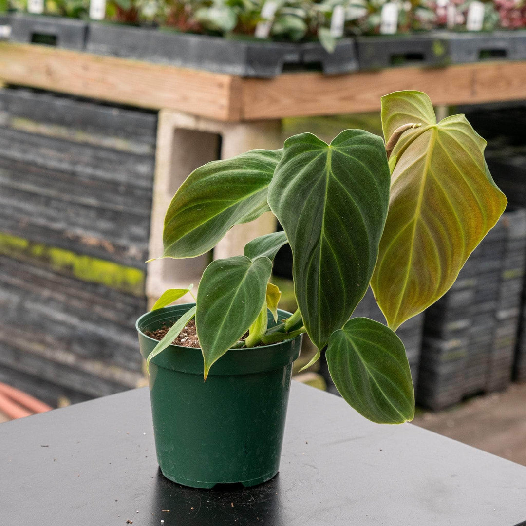 Philodendron 'Glorious' - Gabriella Plants