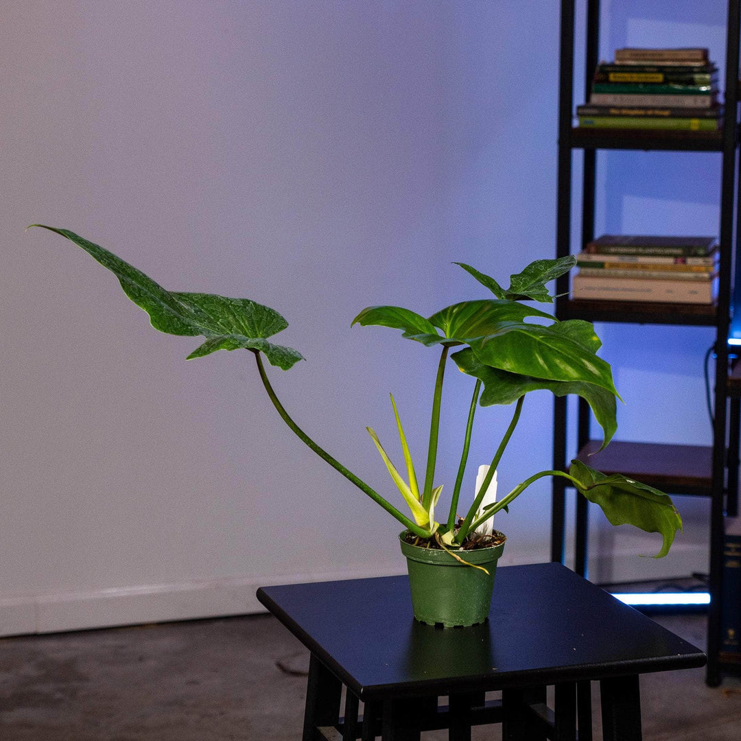 Philodendron 'Golden Dragon' - Gabriella Plants