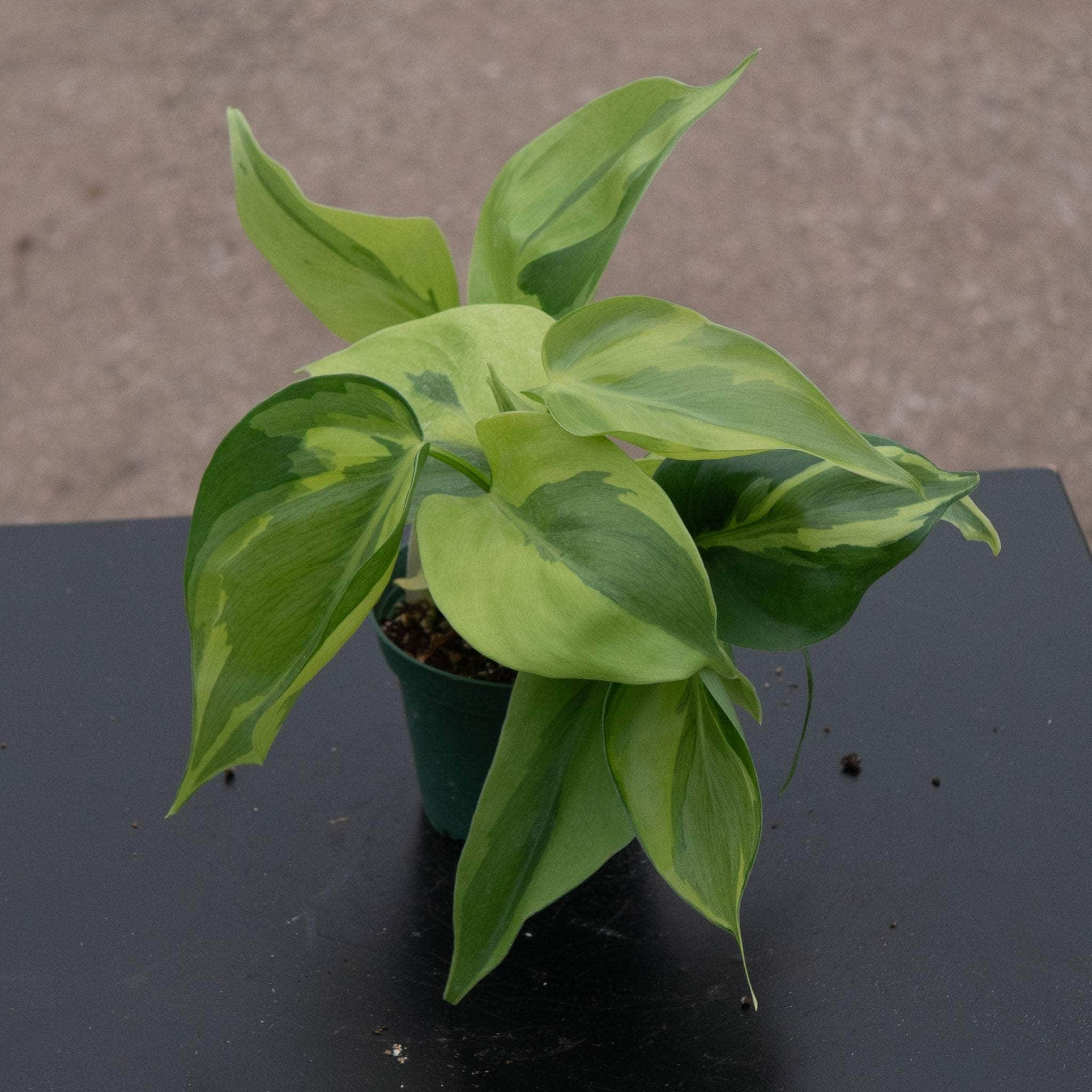 Philodendron hederaceum 'Carnival' - Gabriella Plants