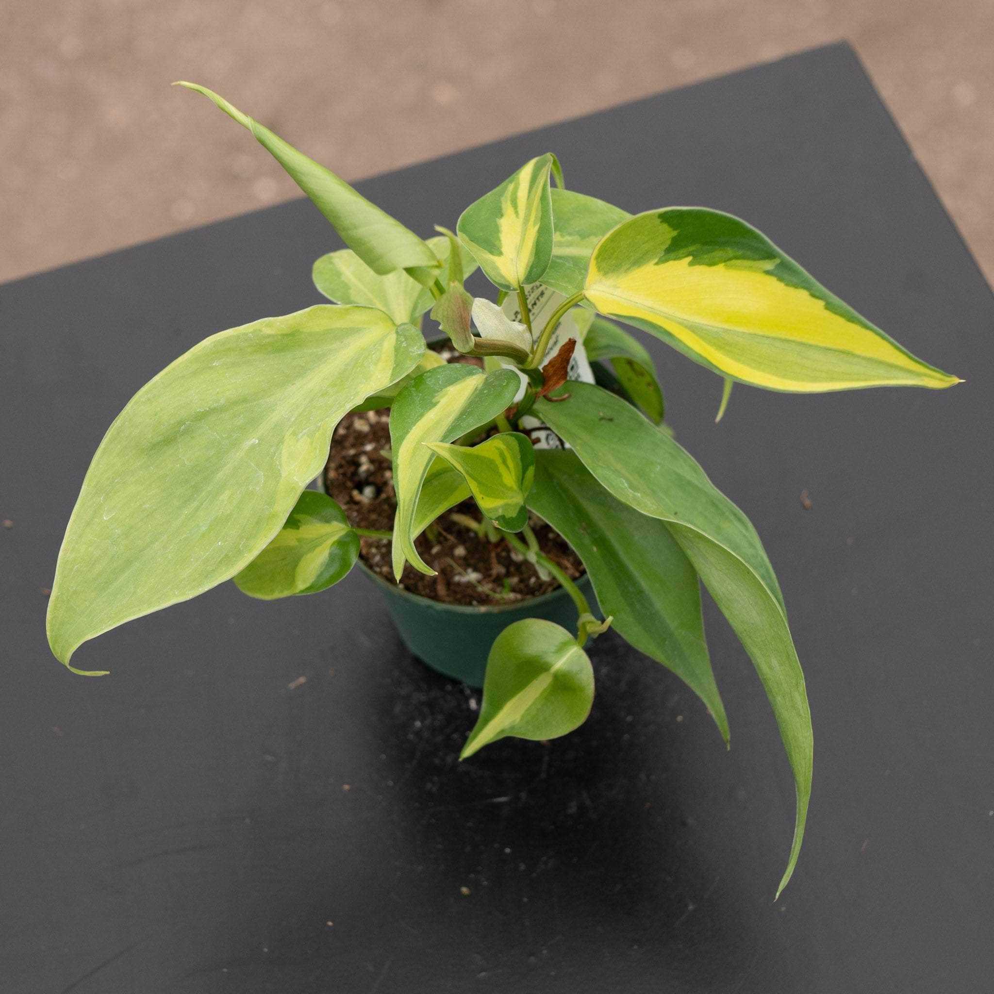 Philodendron hederaceum 'Carnival' - Gabriella Plants
