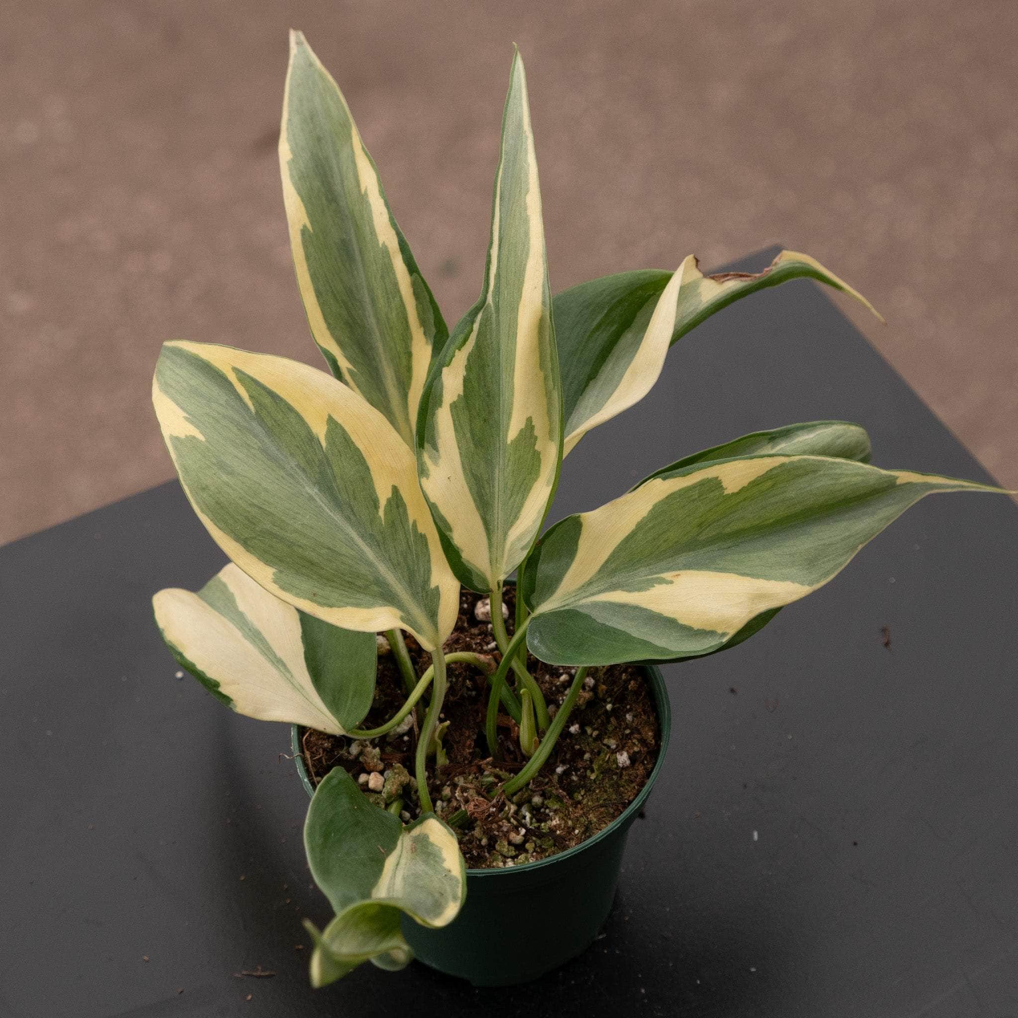 Philodendron hederaceum 'Rio' - 3" - Gabriella Plants