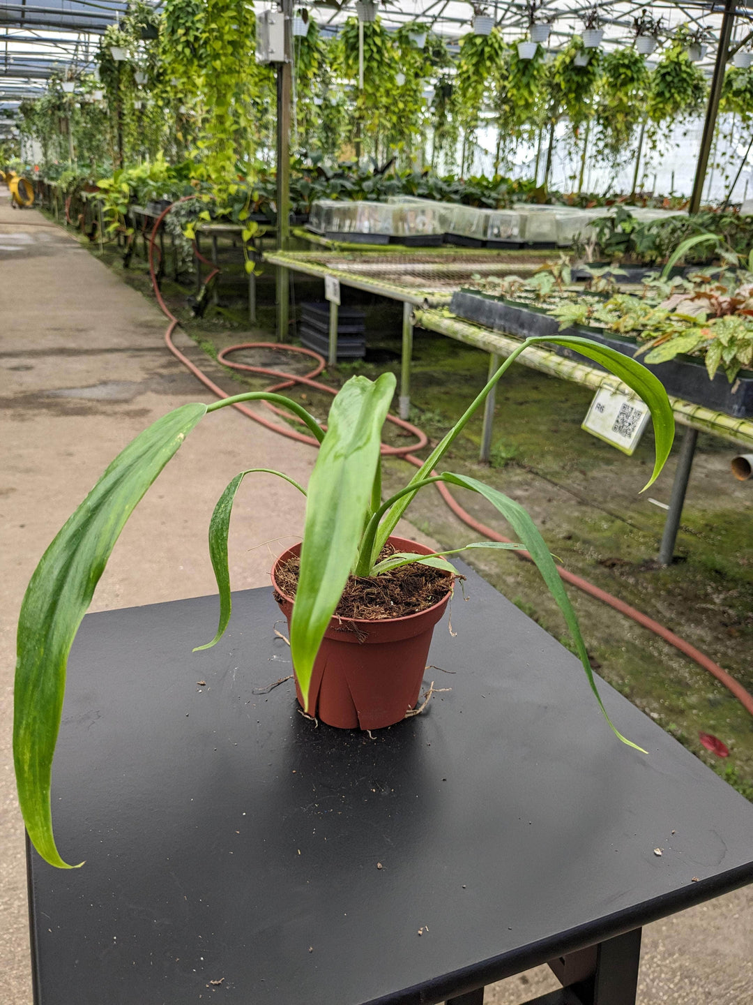 Philodendron holtonianum - Gabriella Plants