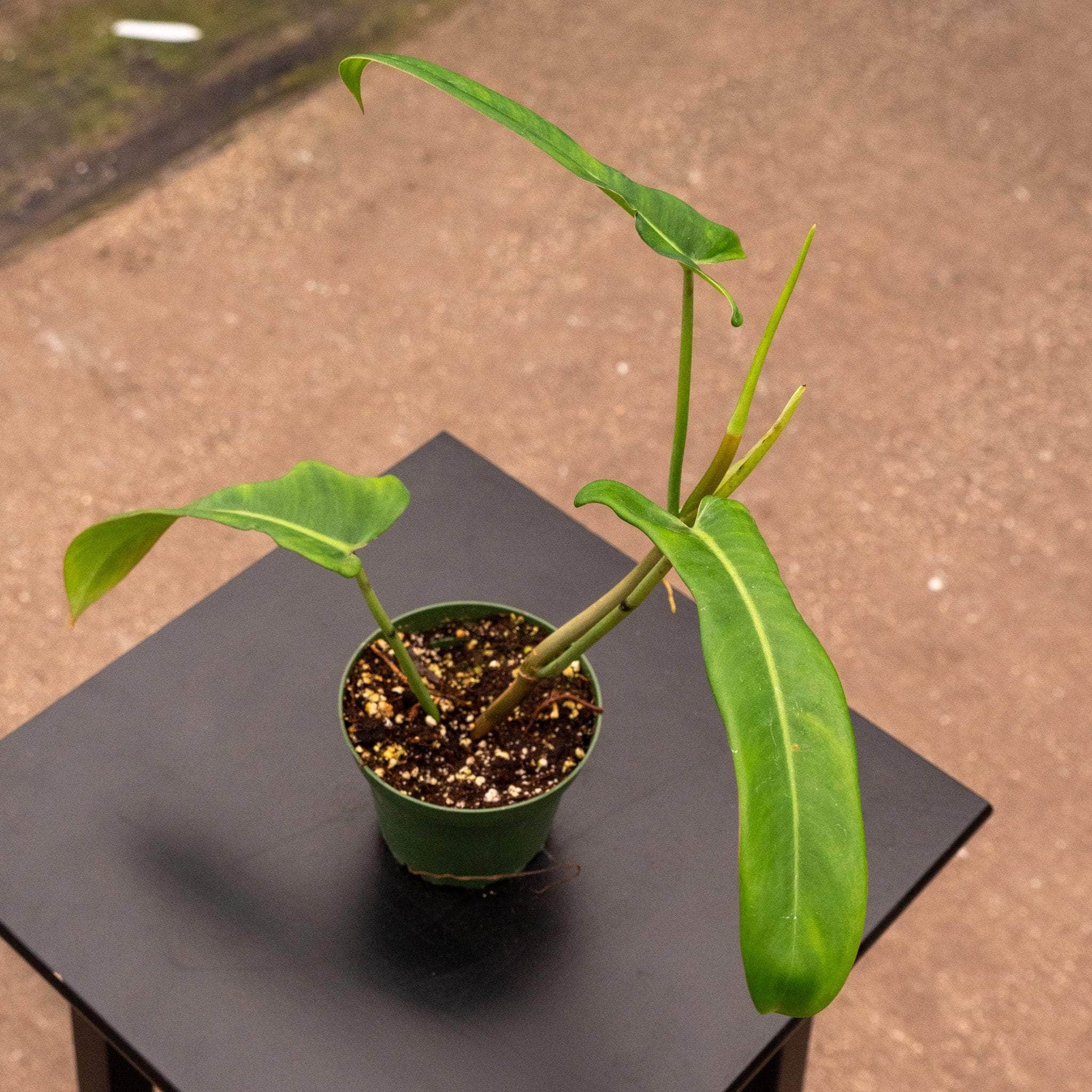 Philodendron 'Jerry Horne' - Gabriella Plants