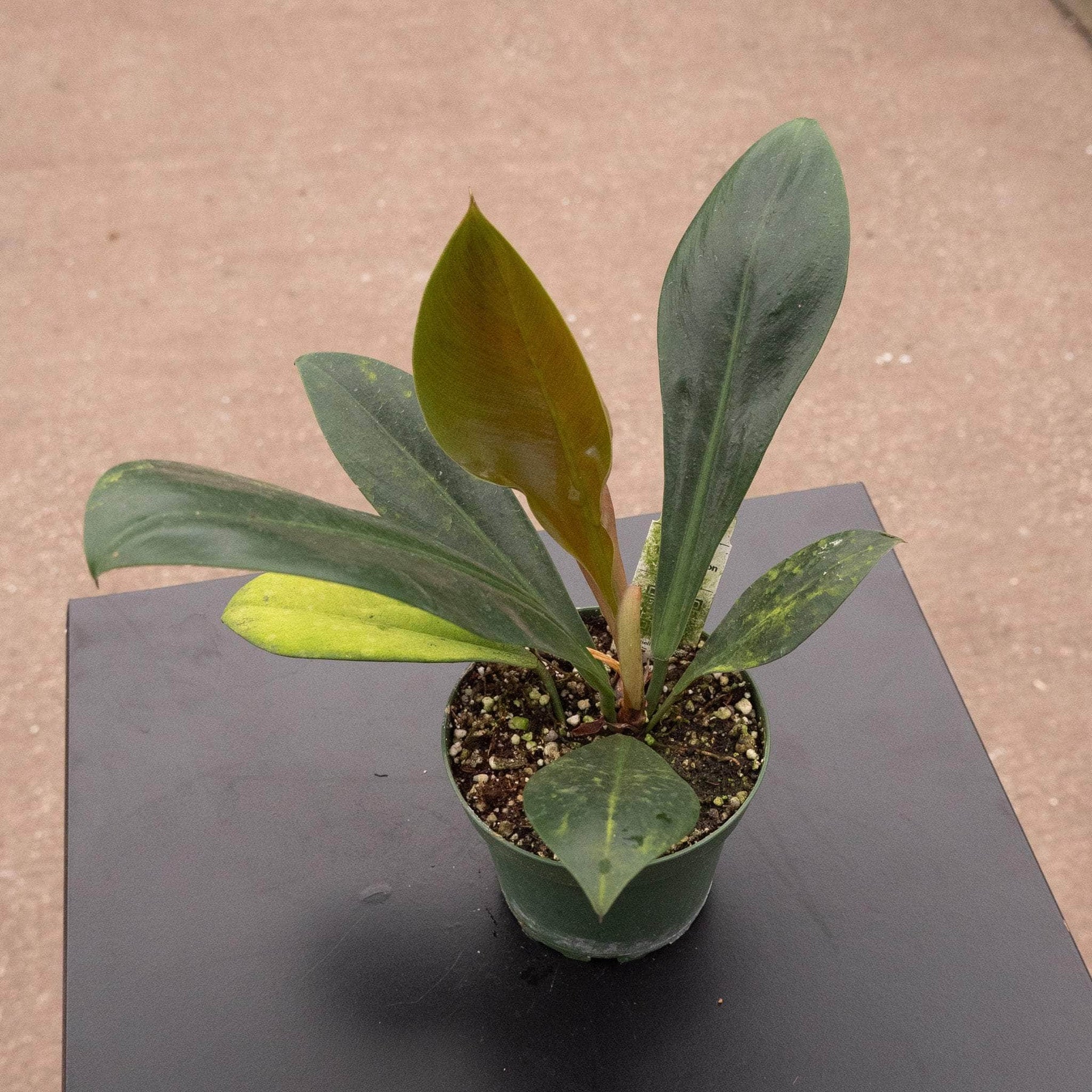 Philodendron linnaei - Gabriella Plants