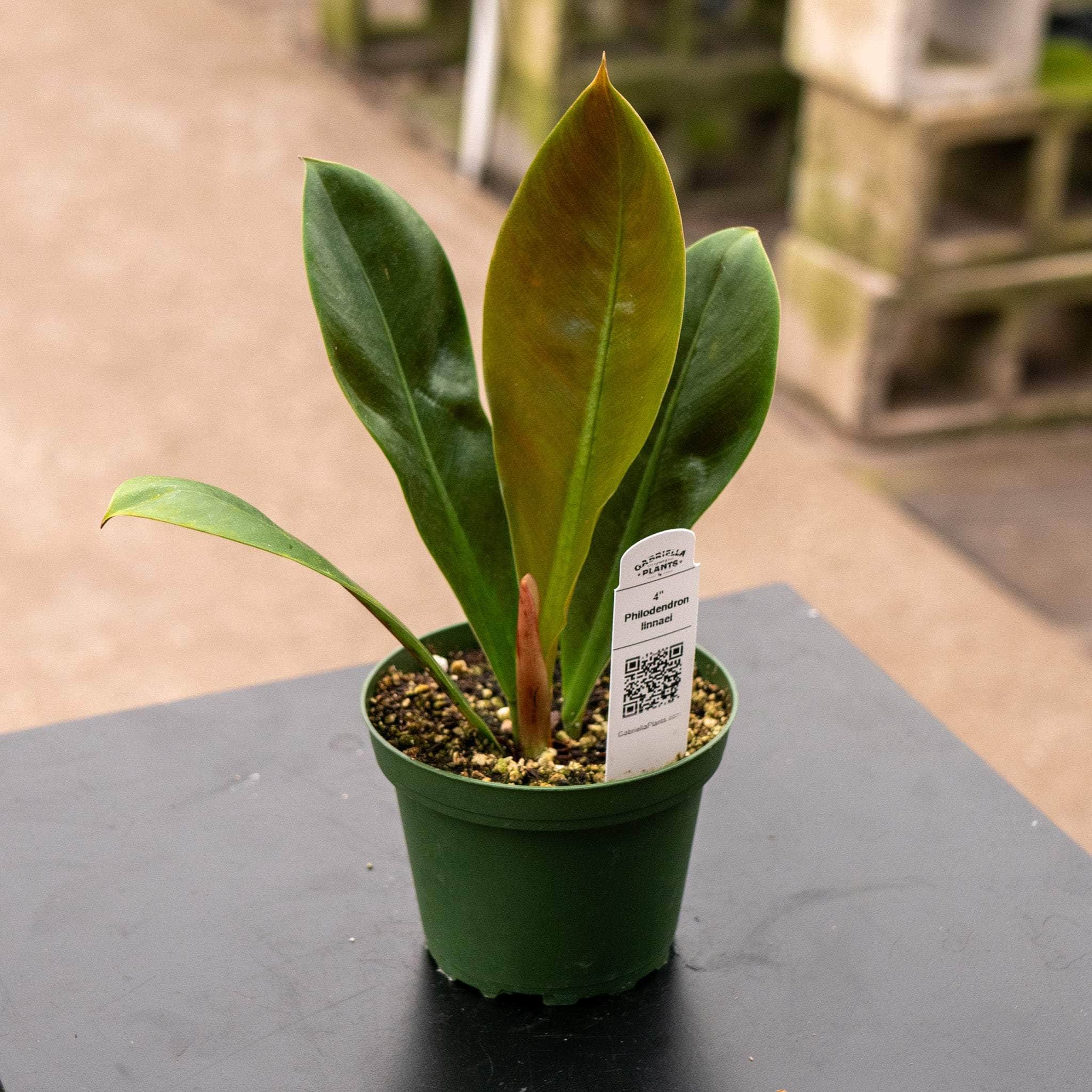 Philodendron linnaei - Gabriella Plants