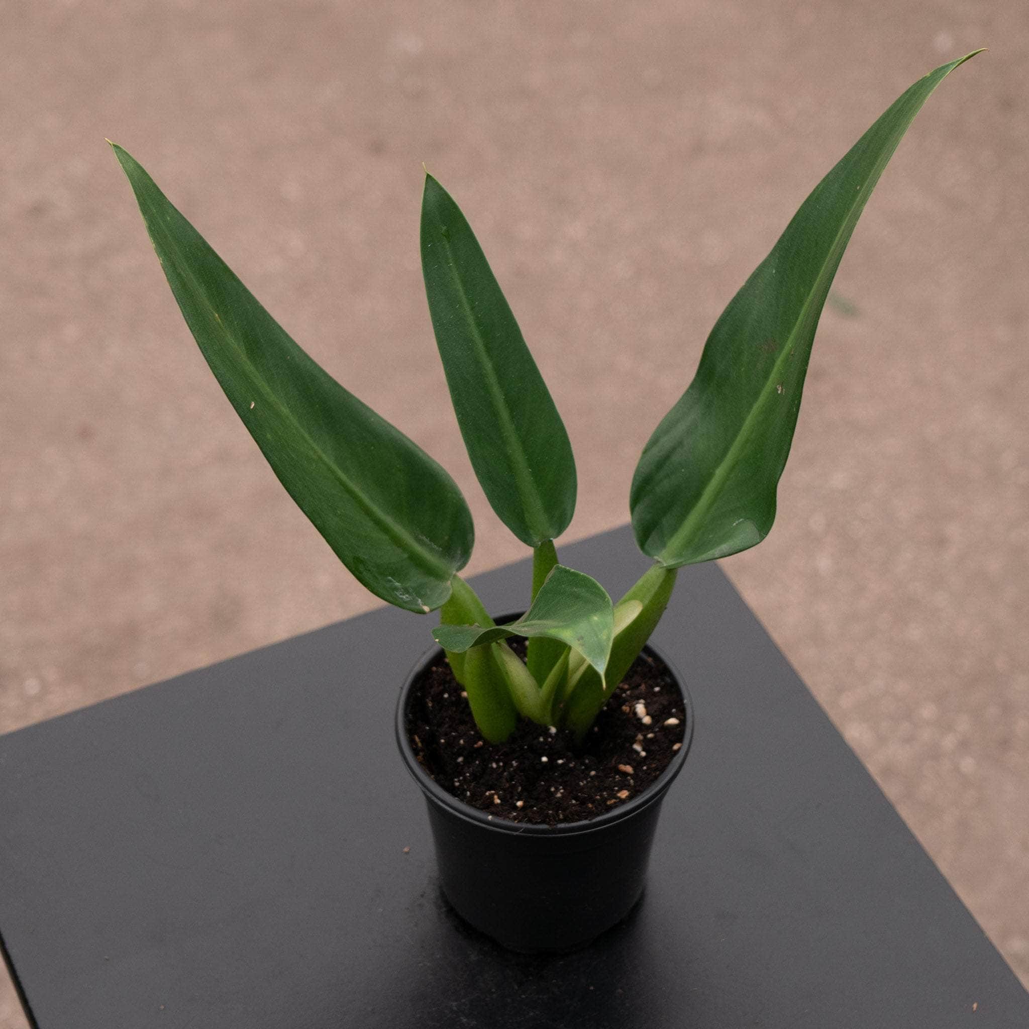Philodendron martianum 'Fat Boy' - Gabriella Plants