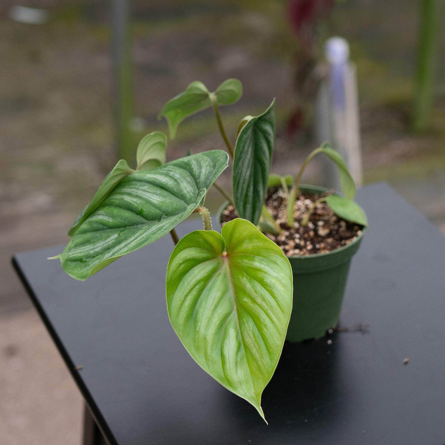 Inventory Update Page 6 - Gabriella Plants