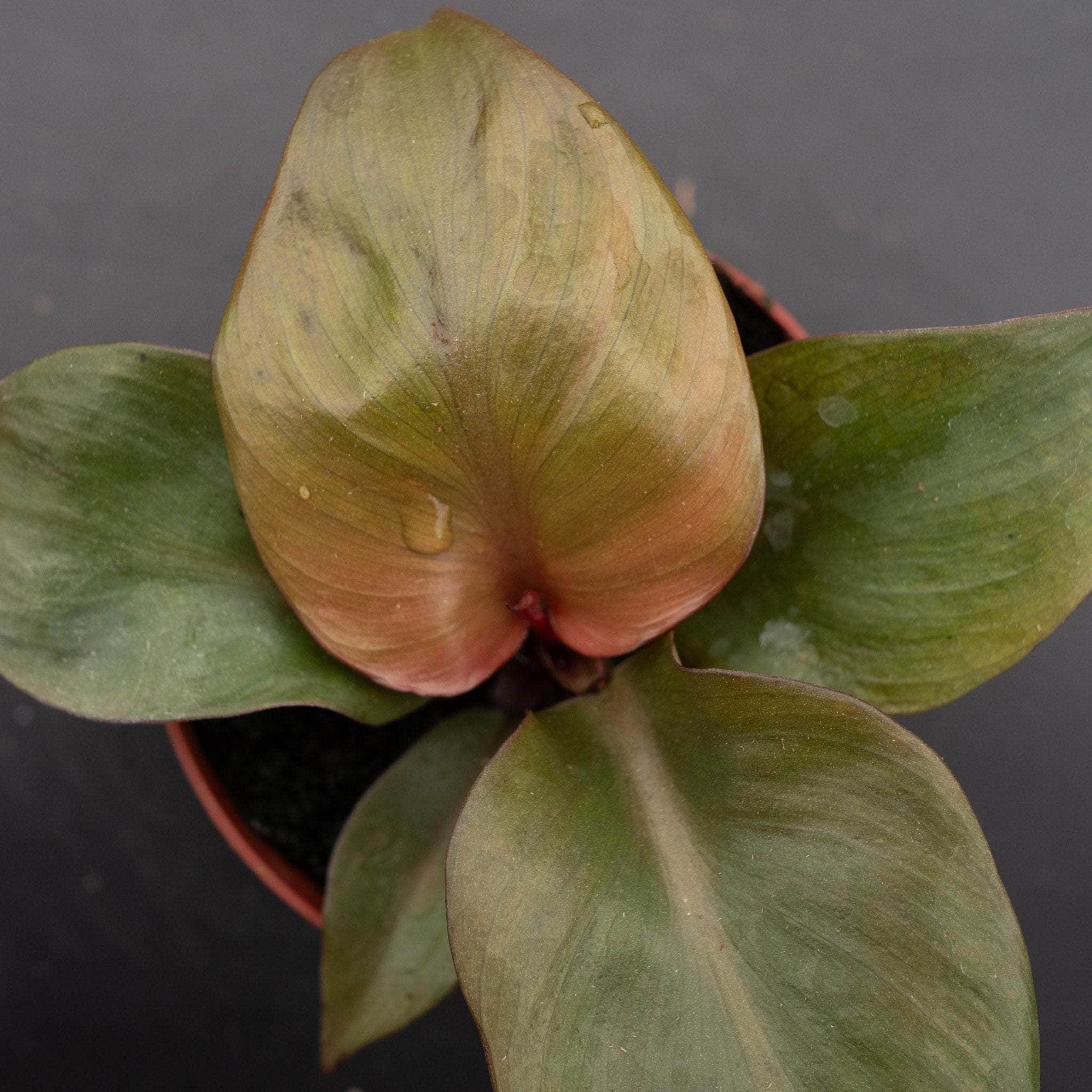 Philodendron 'Red Heart' - Gabriella Plants
