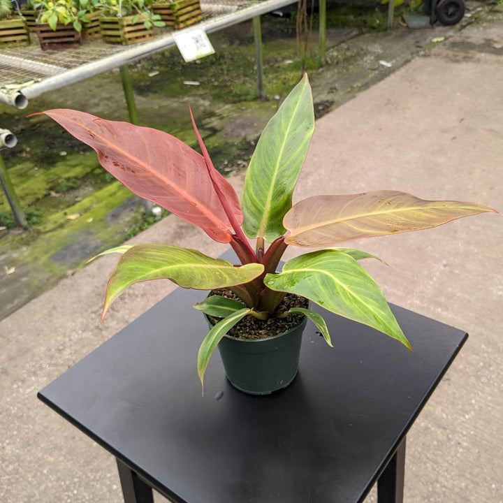 Philodendron 'Sun Red' - Gabriella Plants