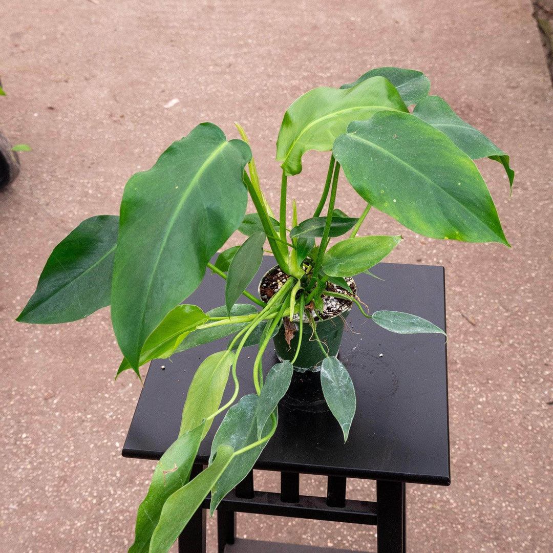 Gabriella Plants Originals - Gabriella Plants