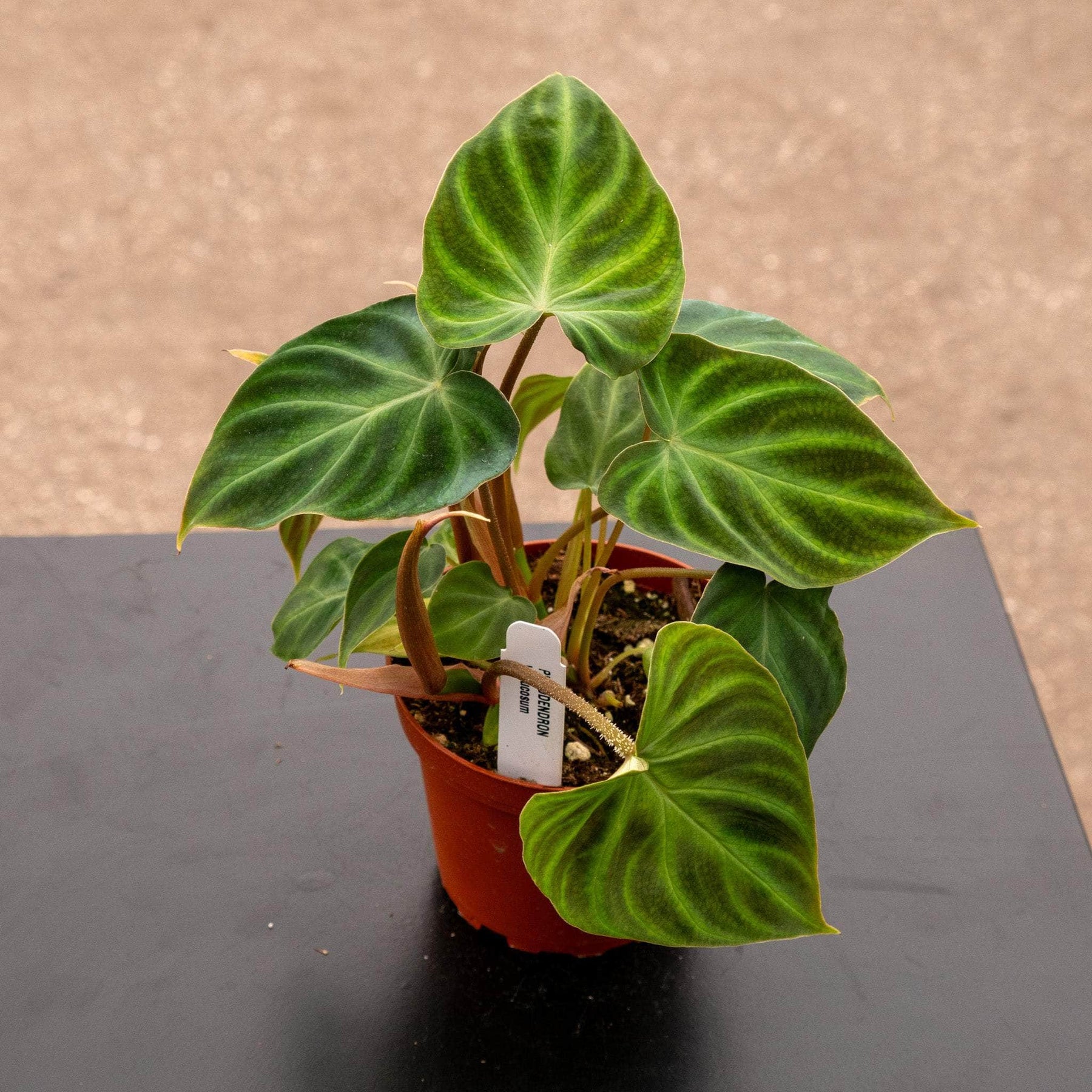 Philodendron verrucosum - Gabriella Plants