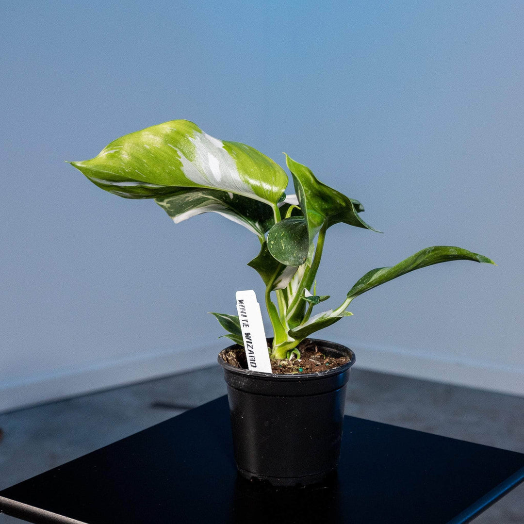 Philodendron 'White Wizard' - Gabriella Plants