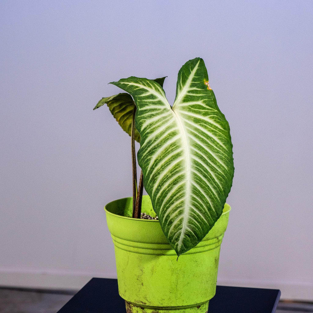 Phyllotaenium lindenii 'Magnificum' - Gabriella Plants