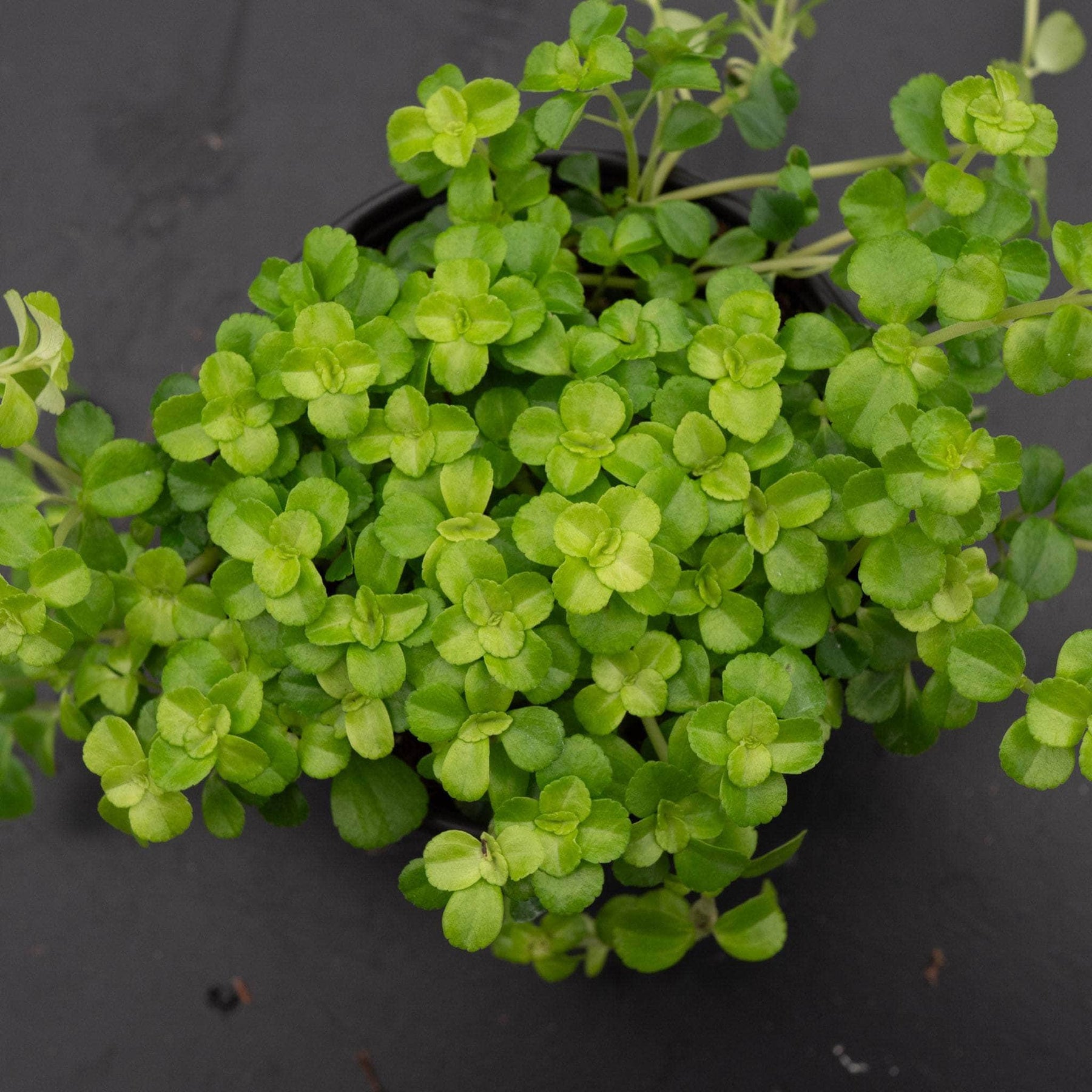 Pilea depressa 'Baby Tears' - Gabriella Plants