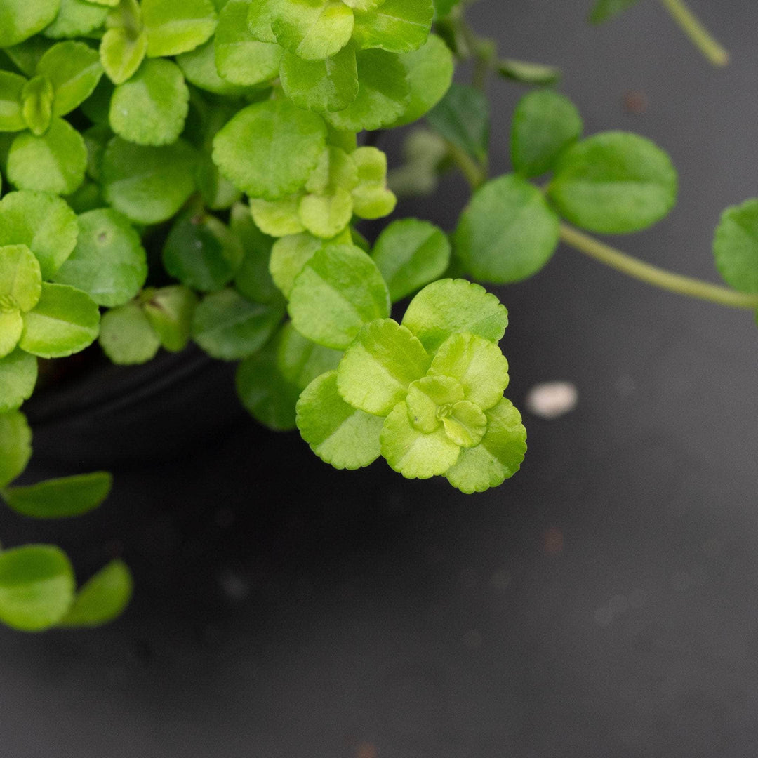 Pilea depressa 'Baby Tears' - Gabriella Plants