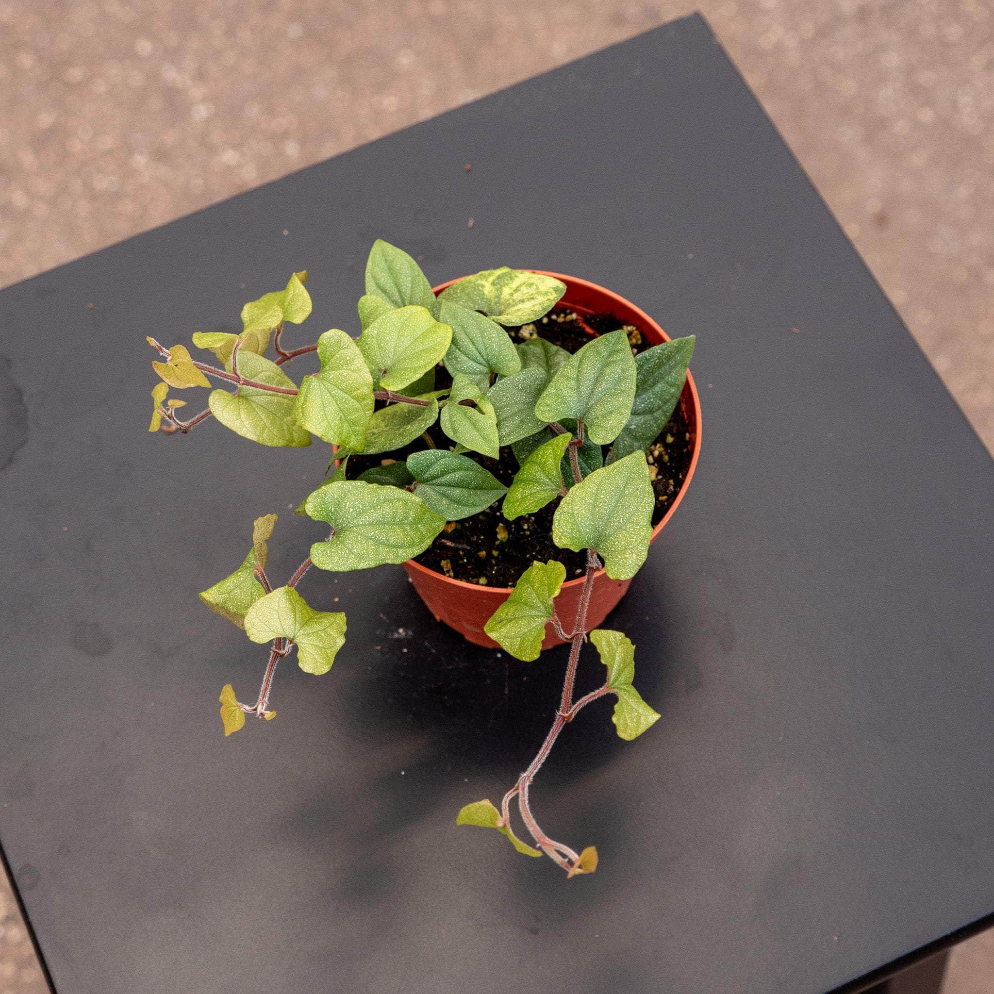 Piper 'Silver Flecks' - Gabriella Plants