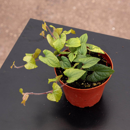 Piper 'Silver Flecks' - Gabriella Plants
