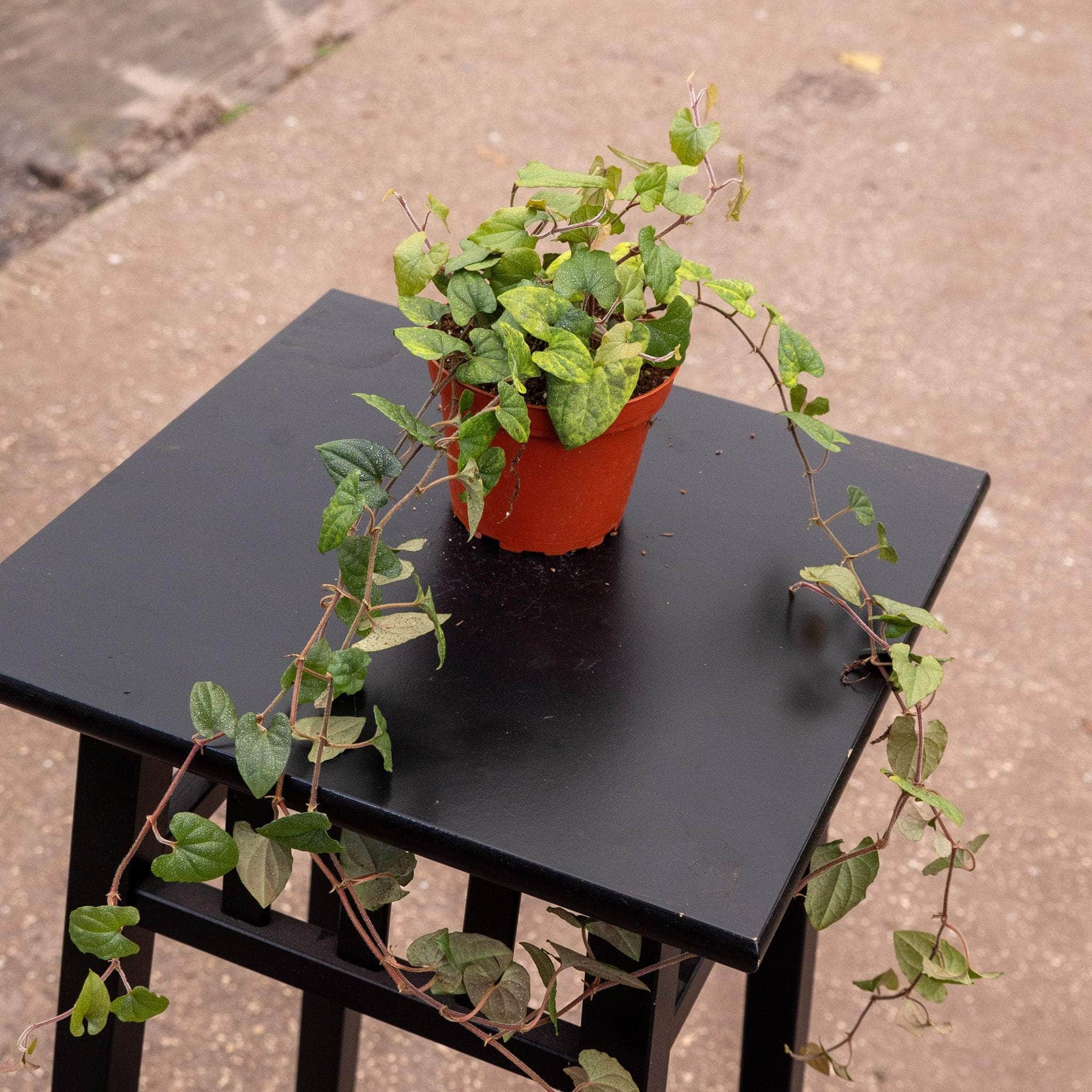 Piper 'Silver Flecks' - Gabriella Plants