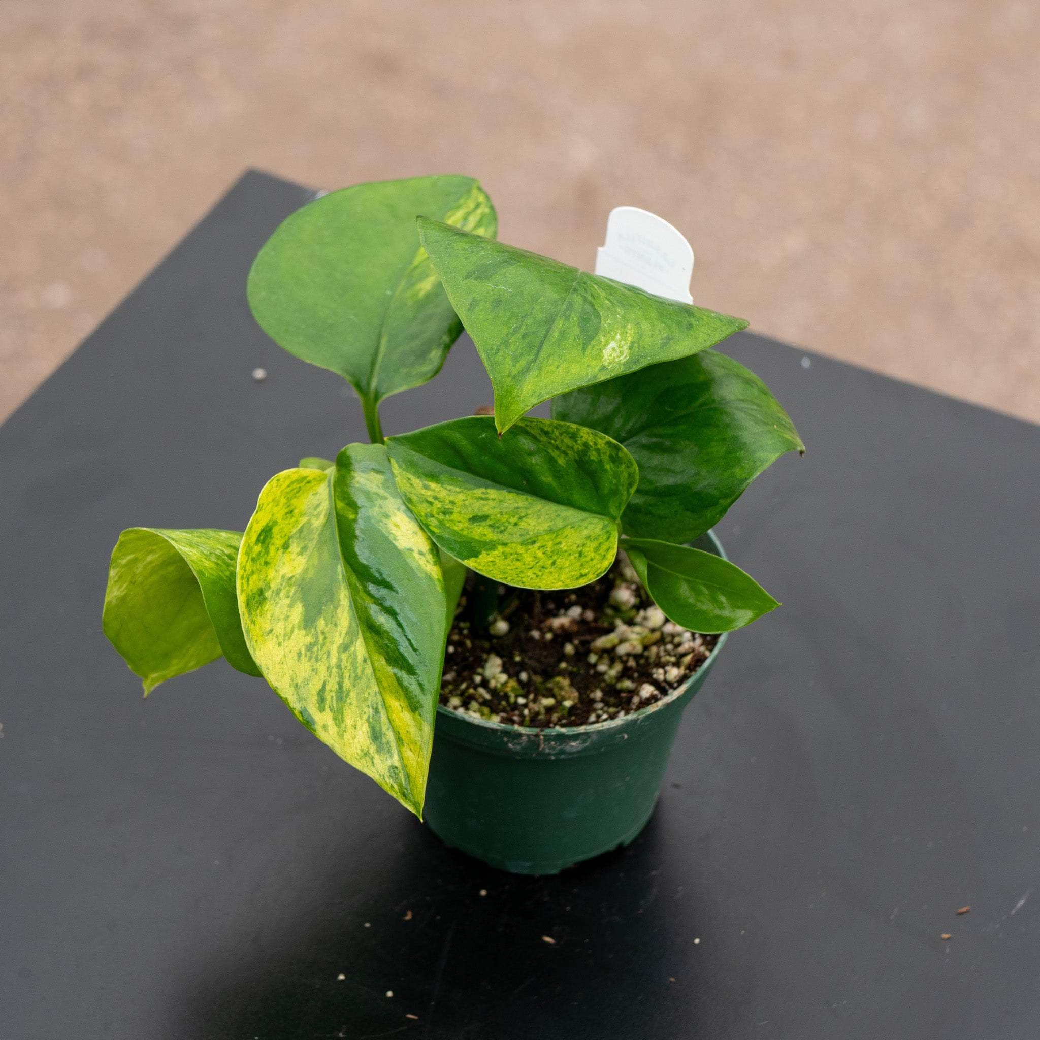 Pothos Epipremnum aureum 'Jessenia' - Gabriella Plants