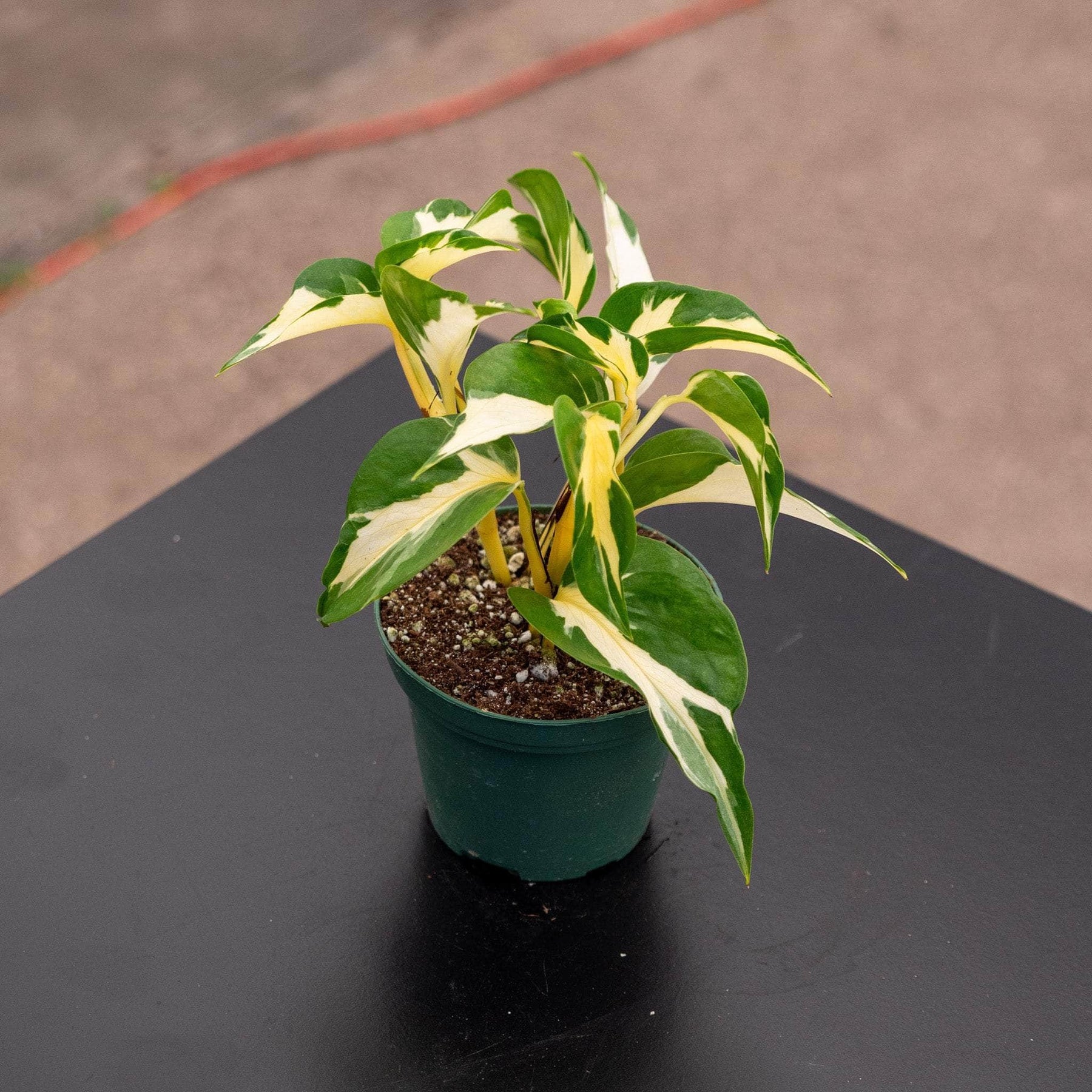 Pothos Epipremnum aureum 'Mutant Manjula' - Gabriella Plants