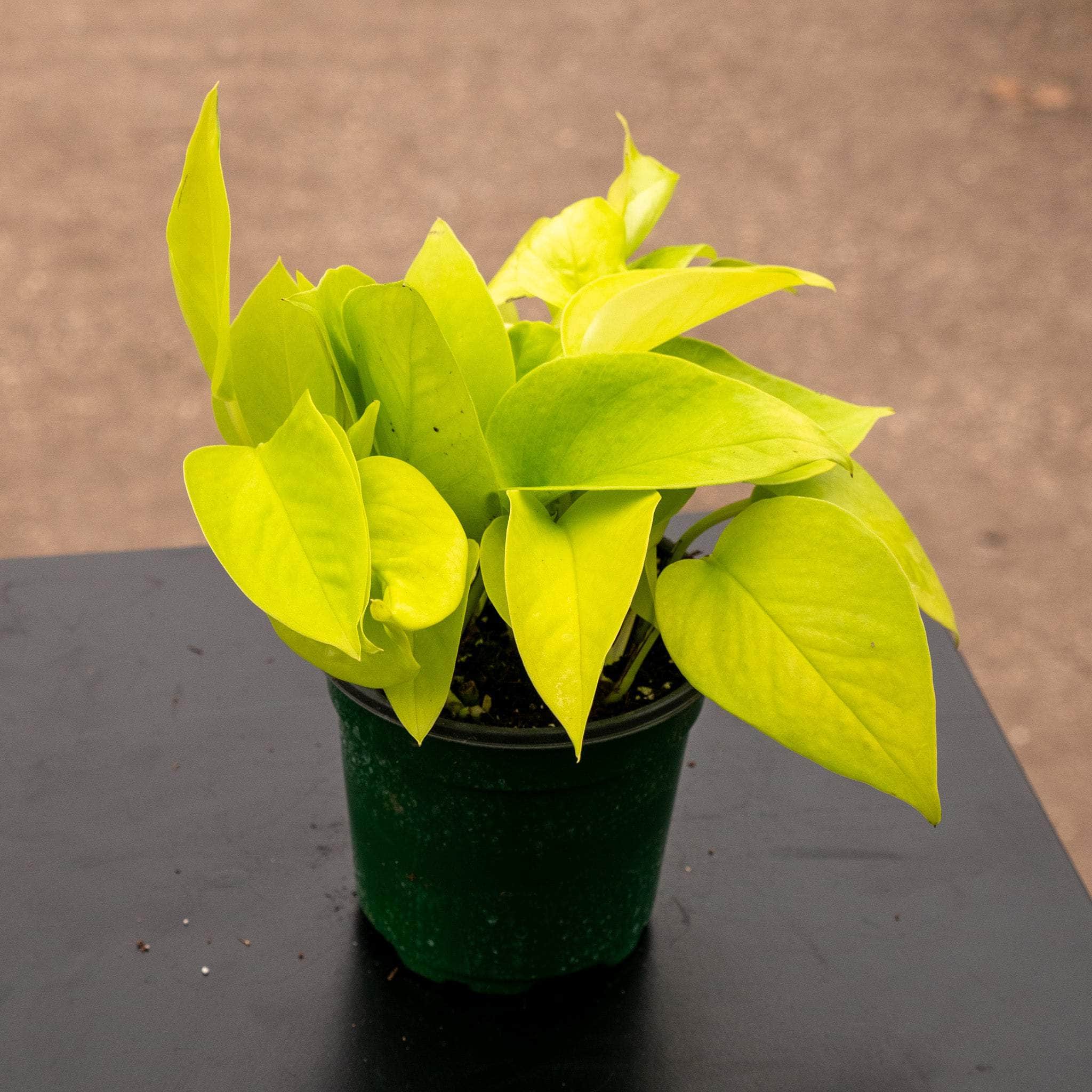 Pothos Epipremnum aureum 'Neon' - Gabriella Plants