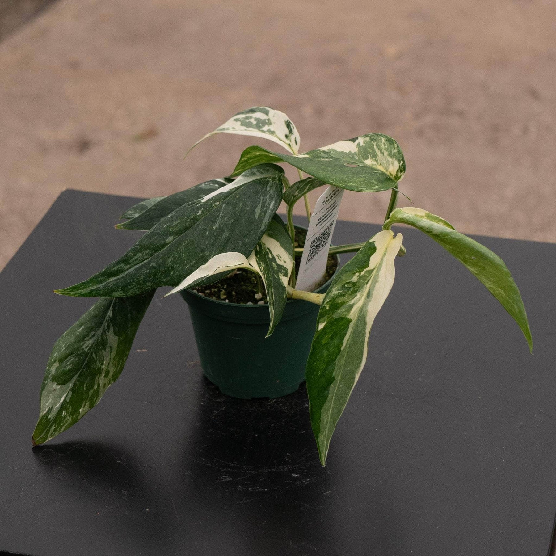 Pothos Epipremnum pinnatum albo variegata - Gabriella Plants