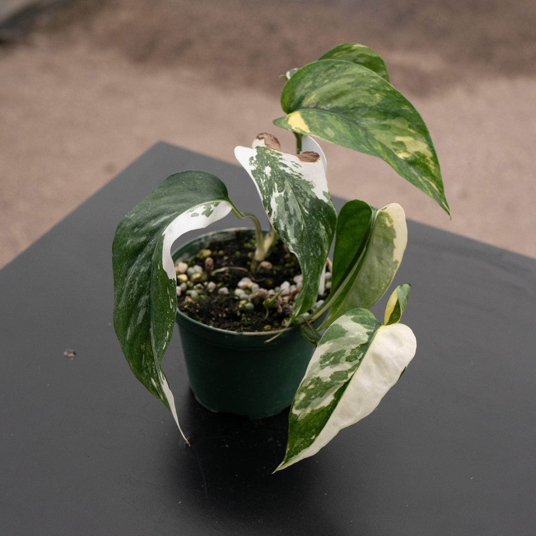 Pothos Epipremnum pinnatum albo variegata - Gabriella Plants