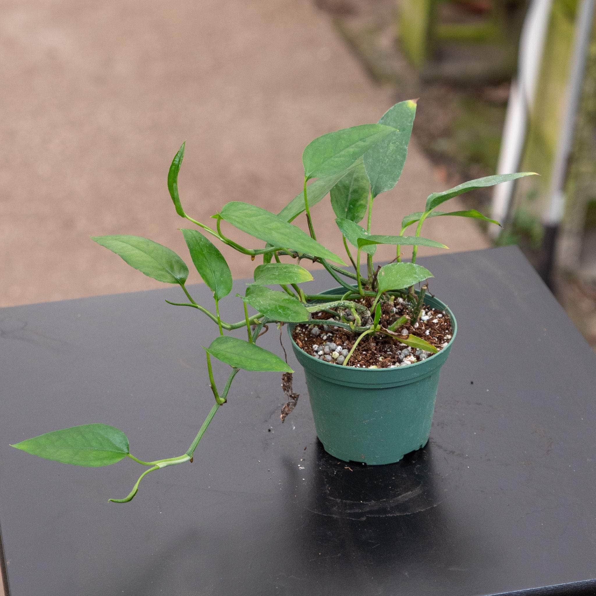 Pothos Epipremnum pinnatum 'Skeleton Key' - Gabriella Plants