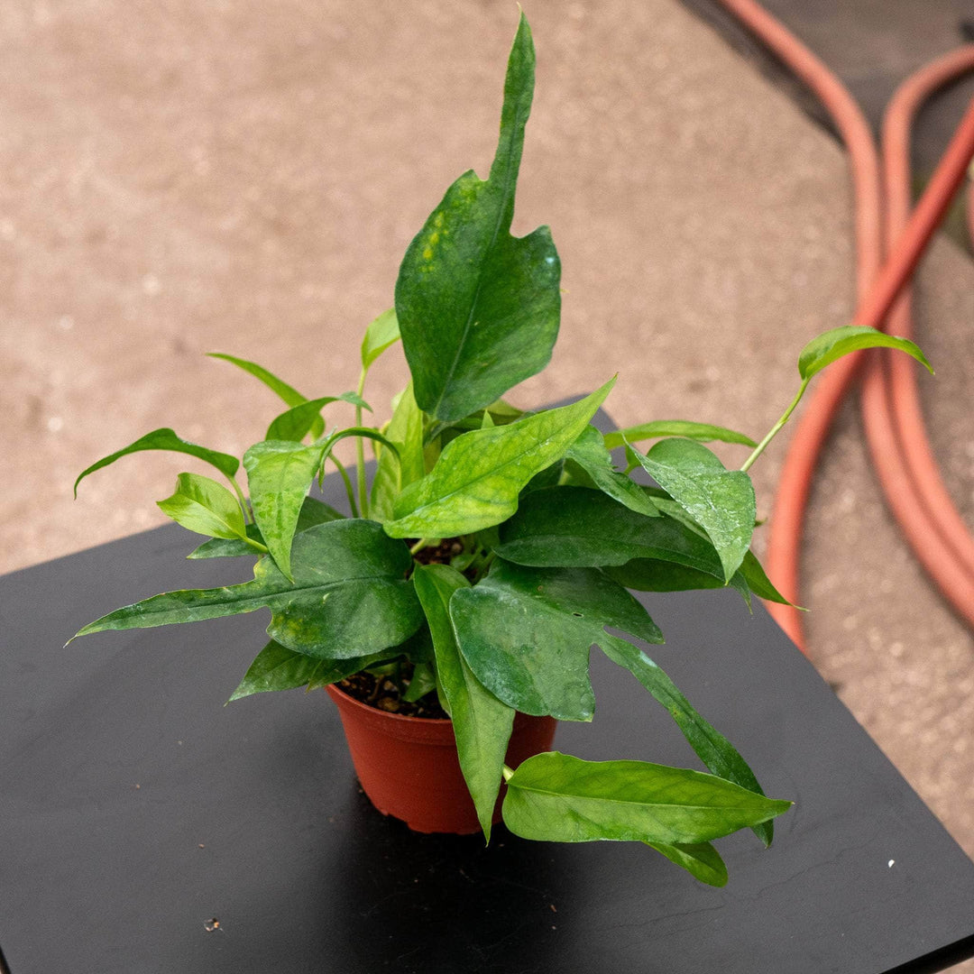 Pothos Epipremnum pinnatum 'Skeleton Key' - Gabriella Plants