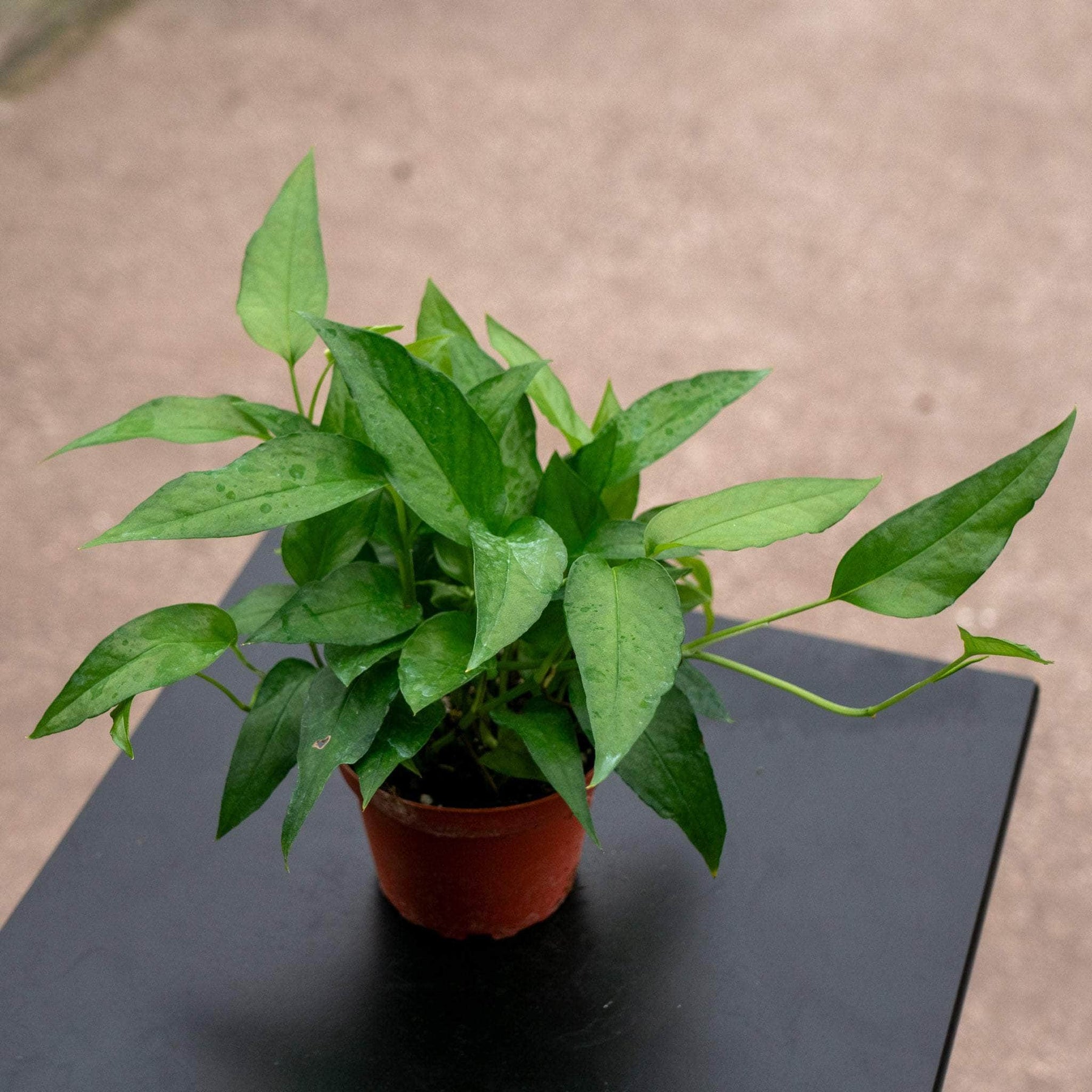 Pothos Epipremnum pinnatum 'Skeleton Key' - Gabriella Plants