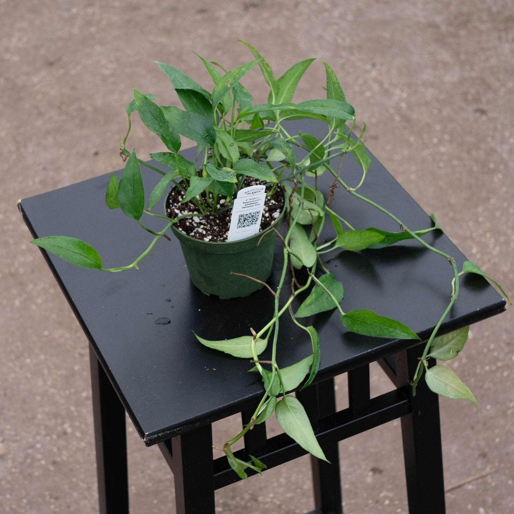 Pothos Epipremnum pinnatum 'Skeleton Key' - Gabriella Plants