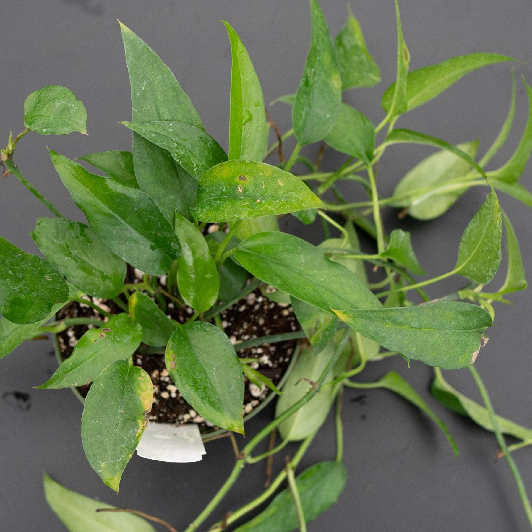 Pothos Epipremnum pinnatum 'Skeleton Key' - Gabriella Plants