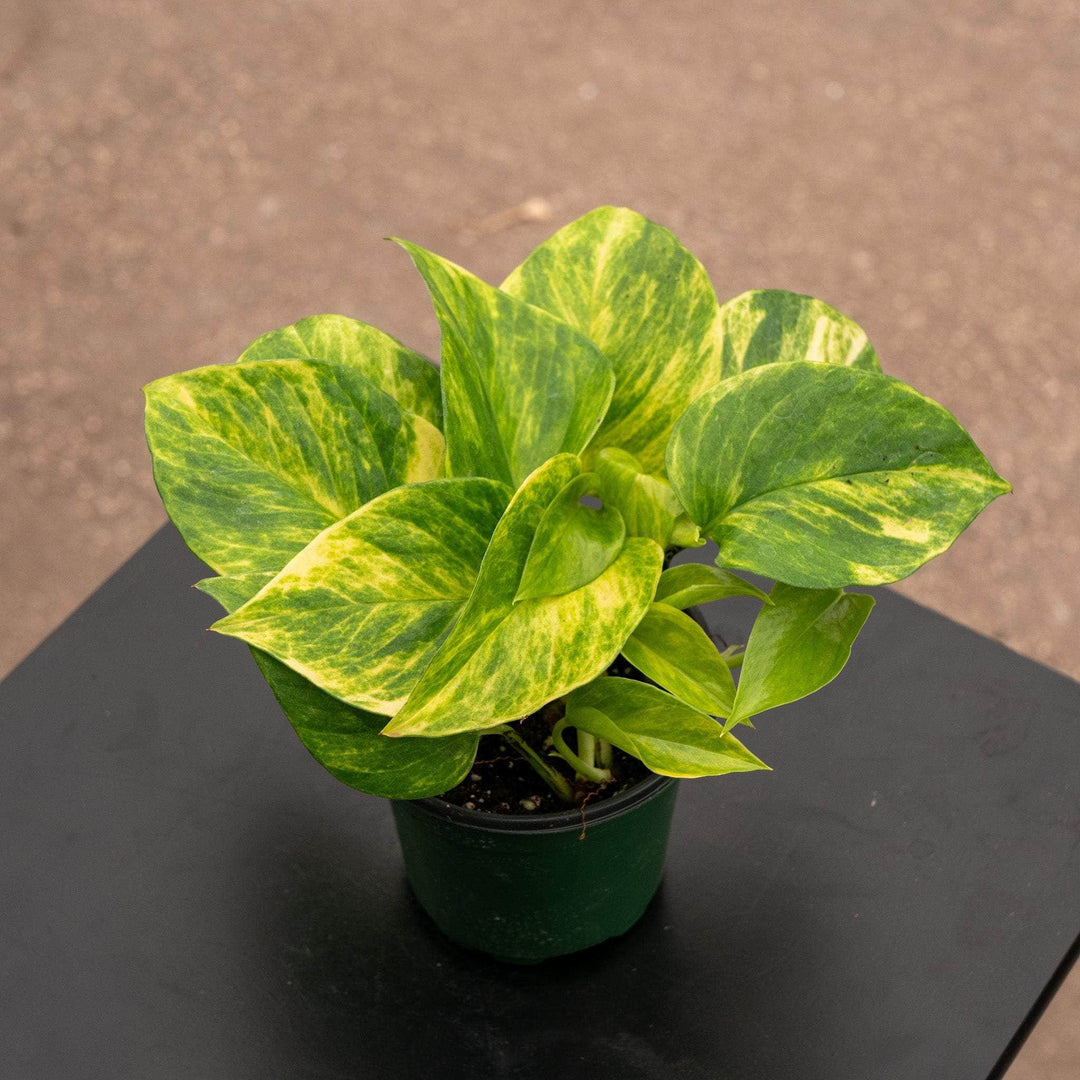 Pothos 'Neon Queen' - Gabriella Plants