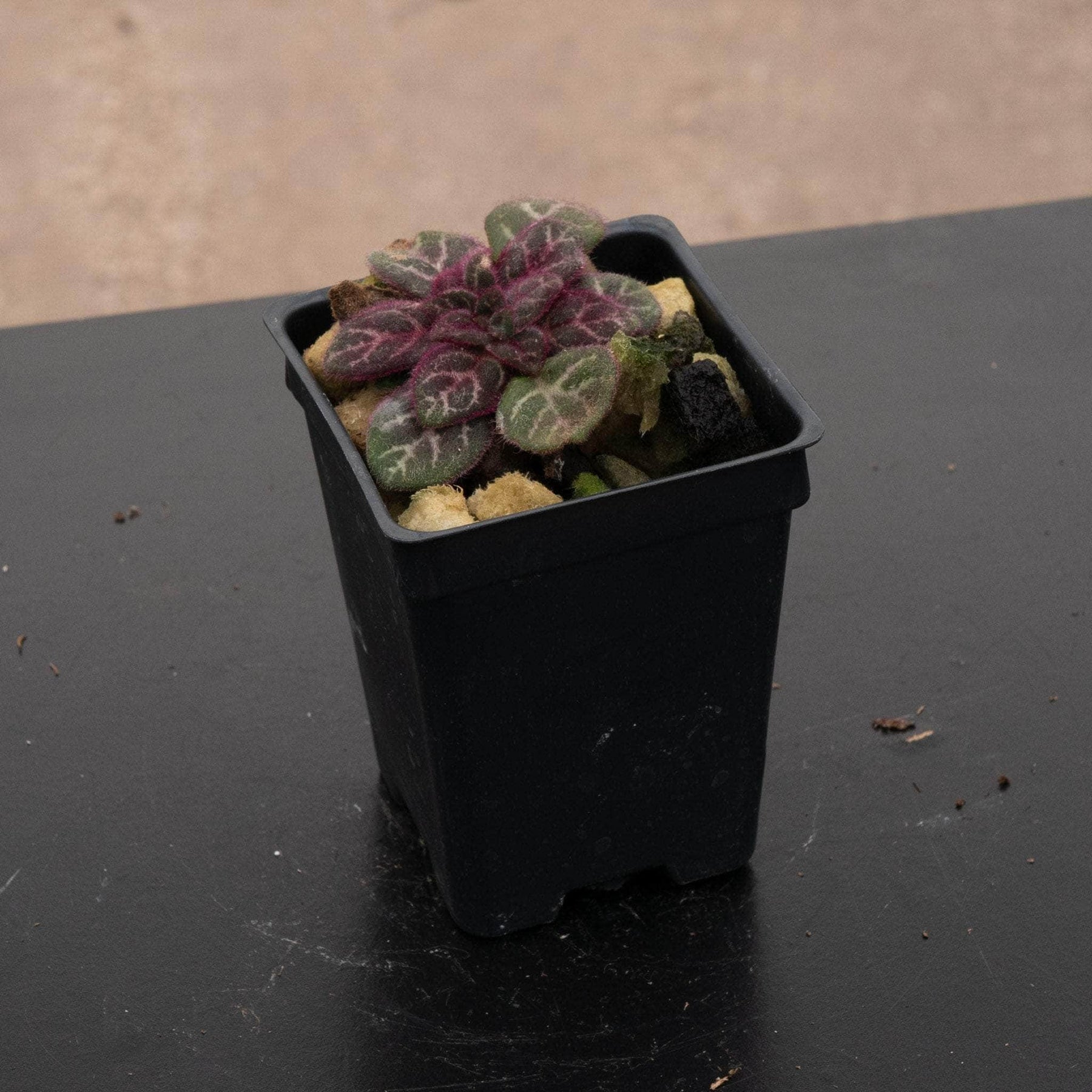 Primulina sinovietnamica - Gabriella Plants